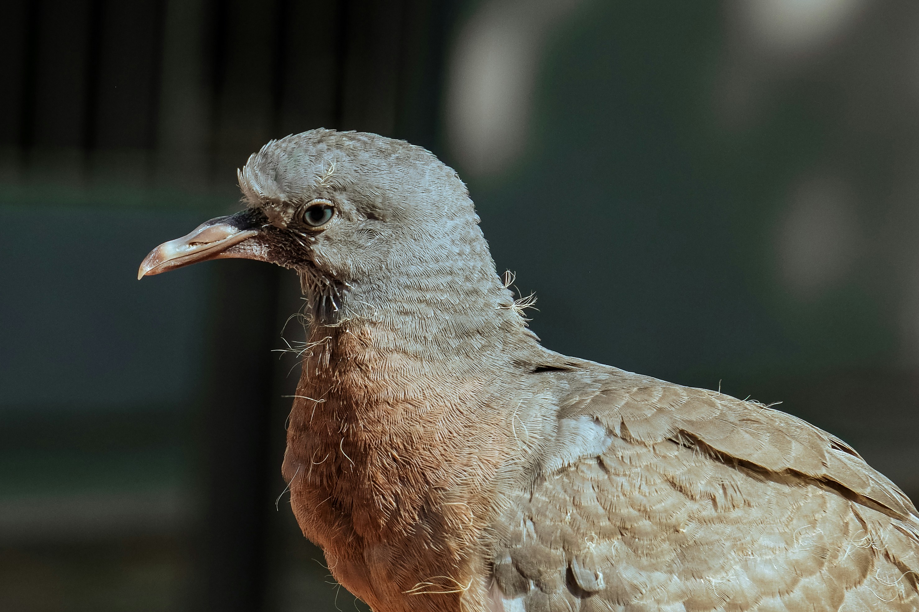Quiet Gaze: A Close-Up Portrait of a Brown-Gray Bird