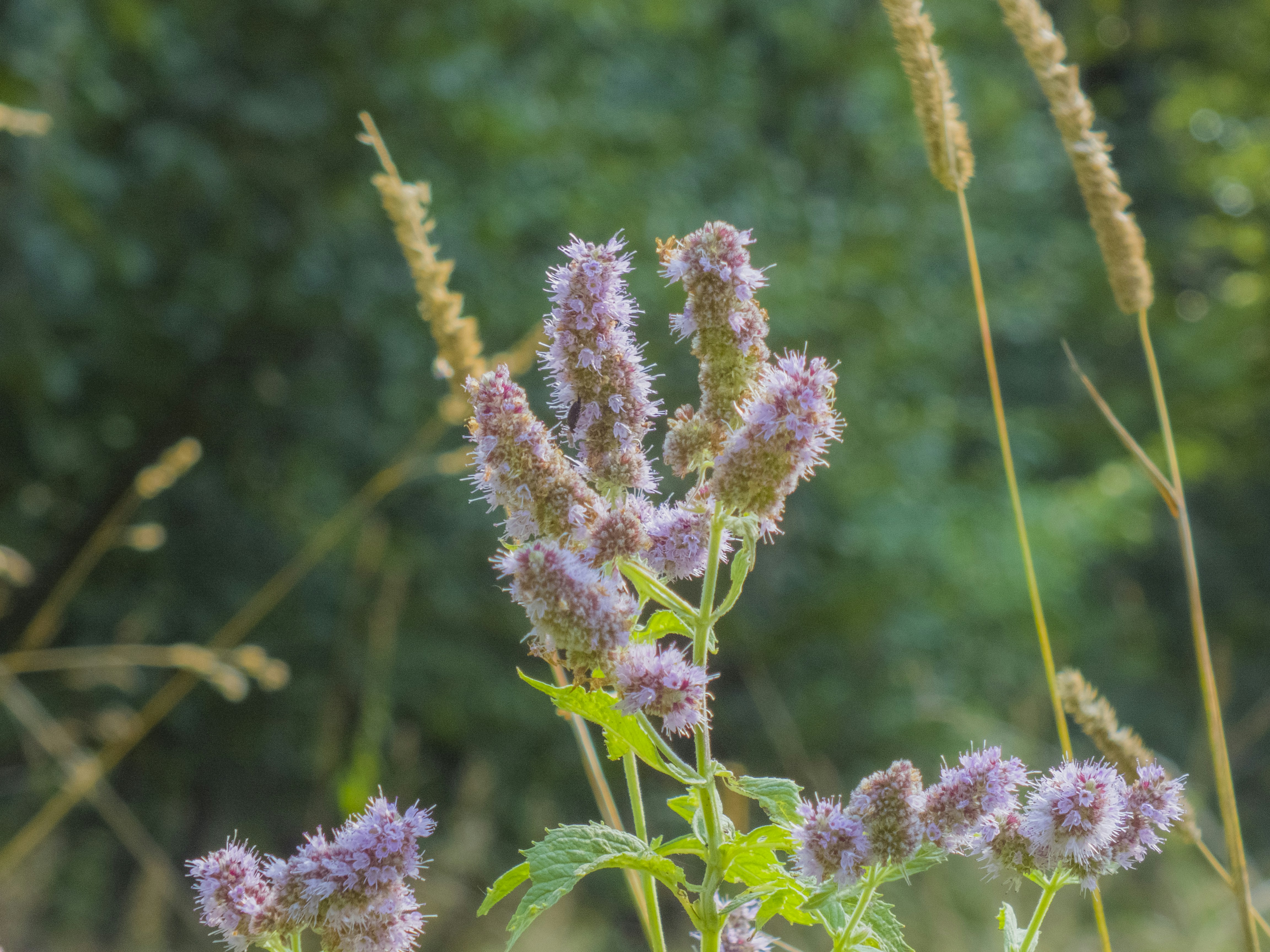 Close-up of lavender-like flower spikes in a sunlit meadow. A shallow depth of field renders a soft green background with the blossoms in sharp focus.