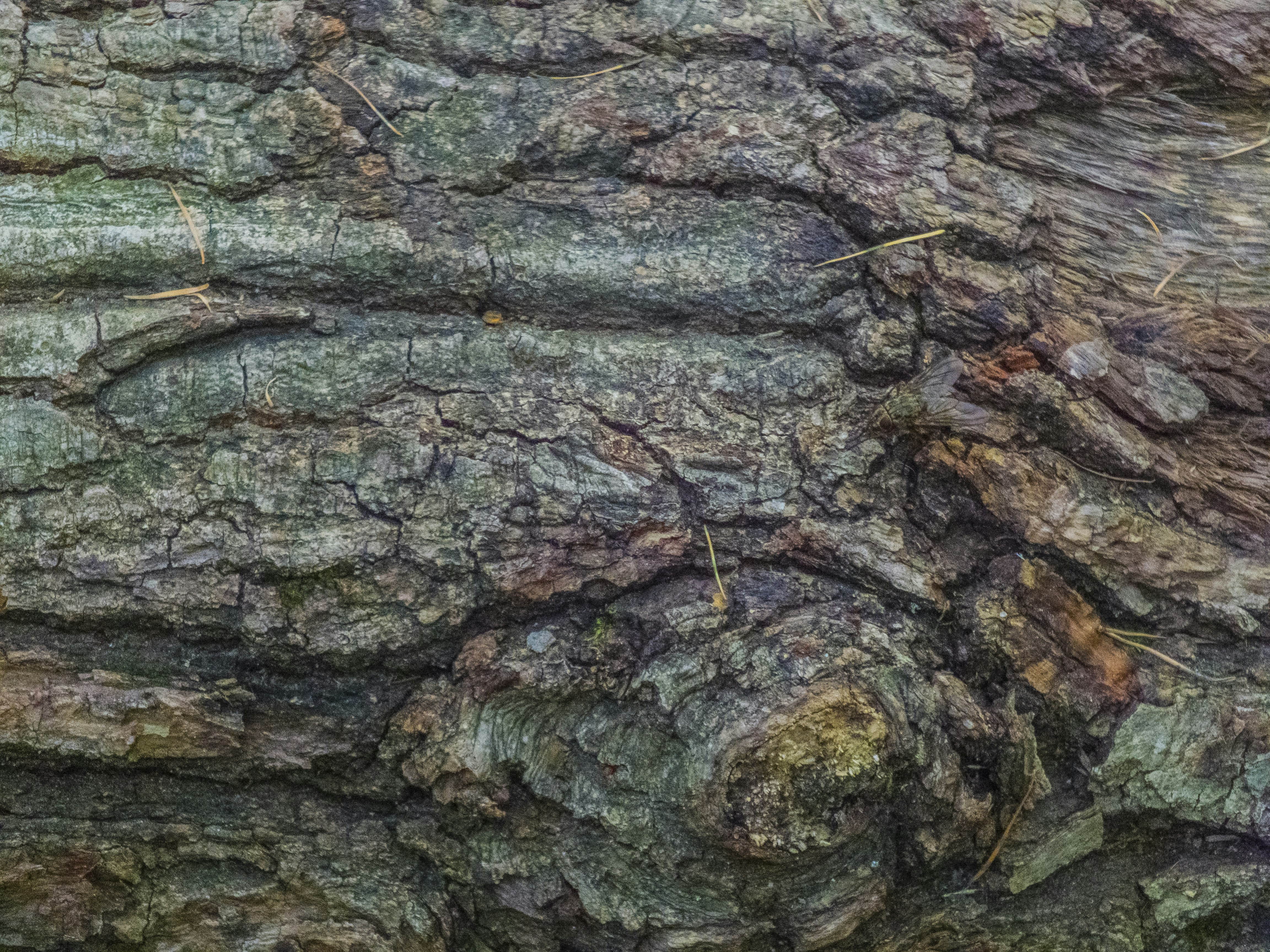 A close up of the bark of a tree photo – Free Tree Image on Unsplash