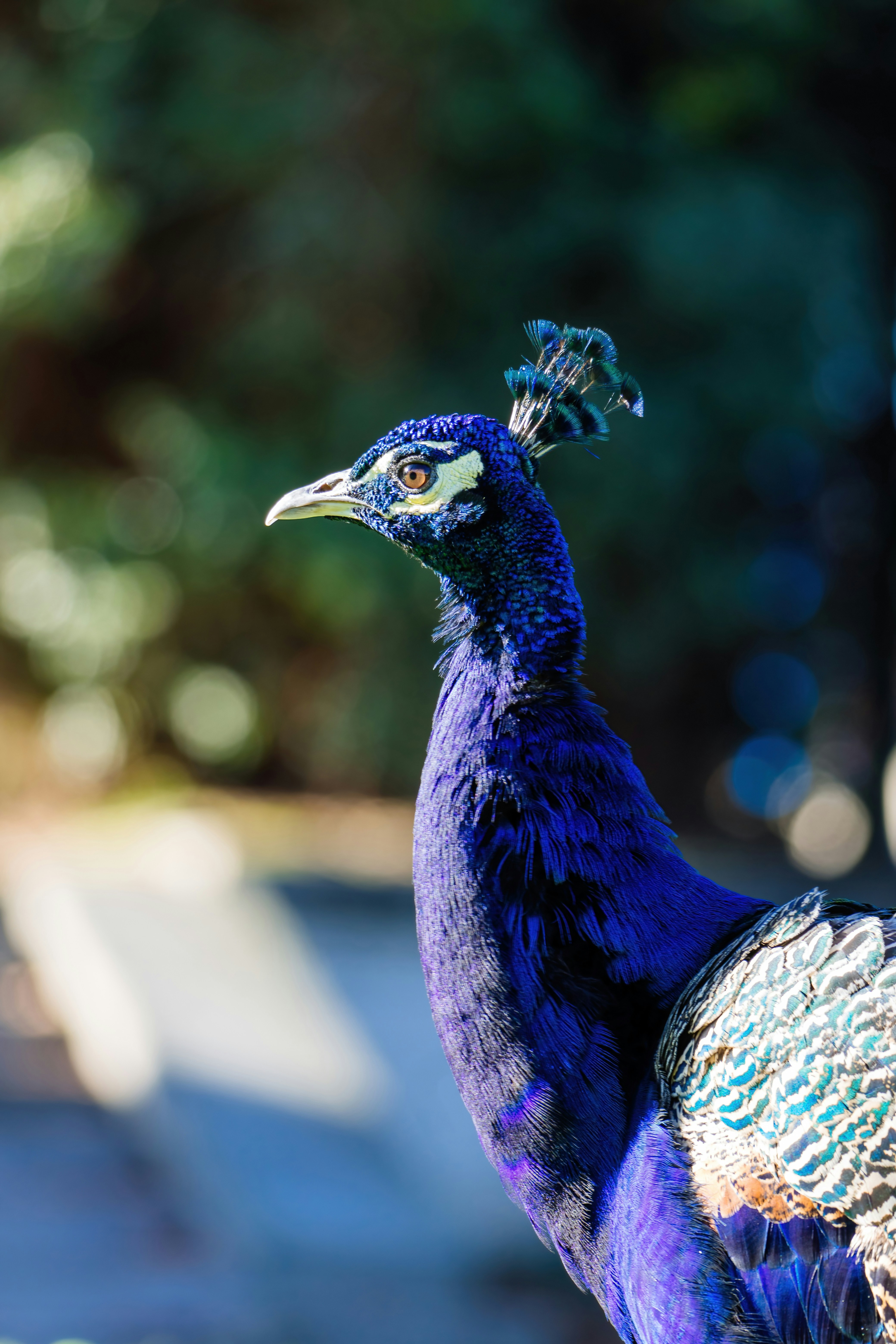 Regal Blue: A Peafowl Piercing Gaze Amid Soft Bokeh