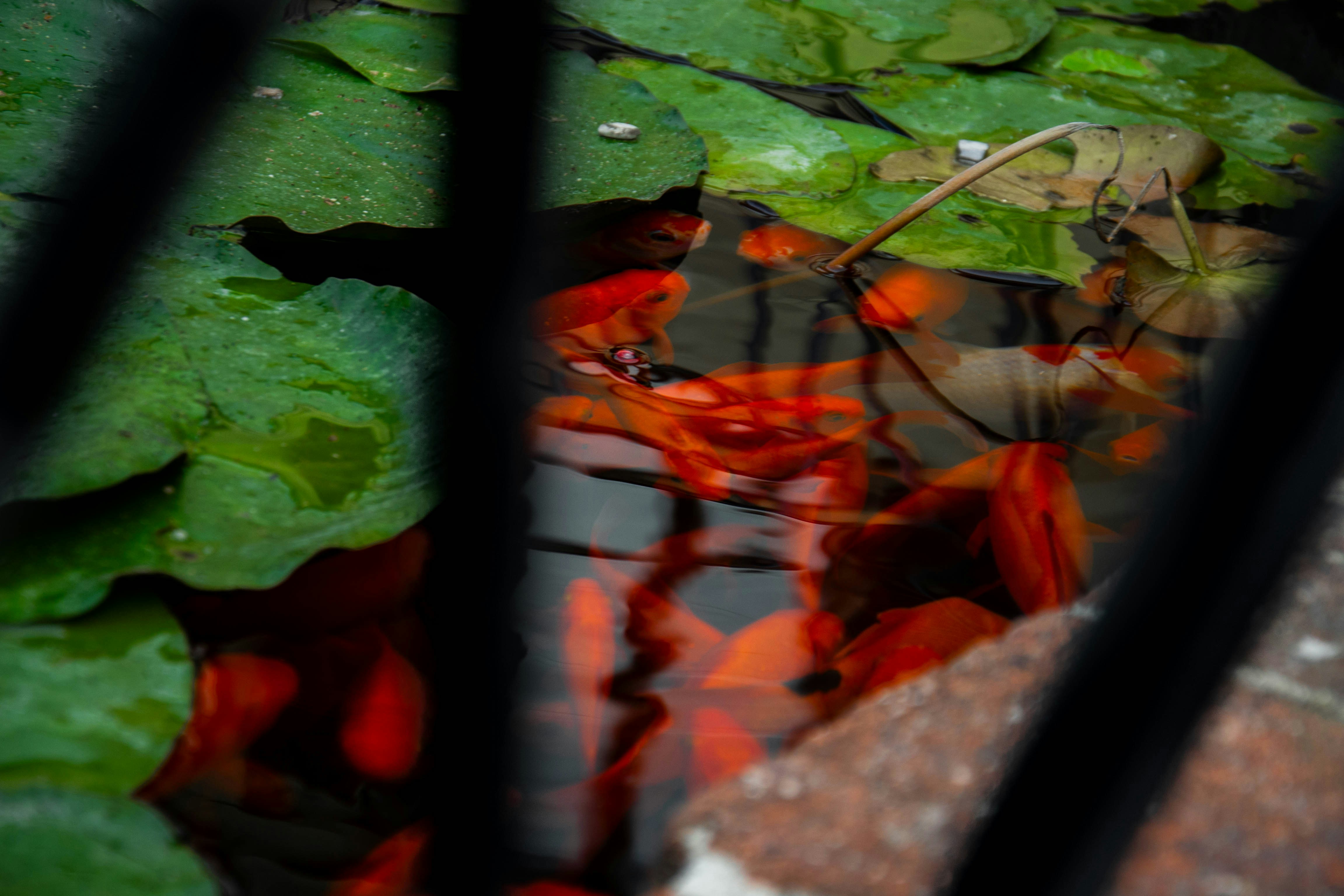 Koi Rhythm in Rust–Red Reflections
