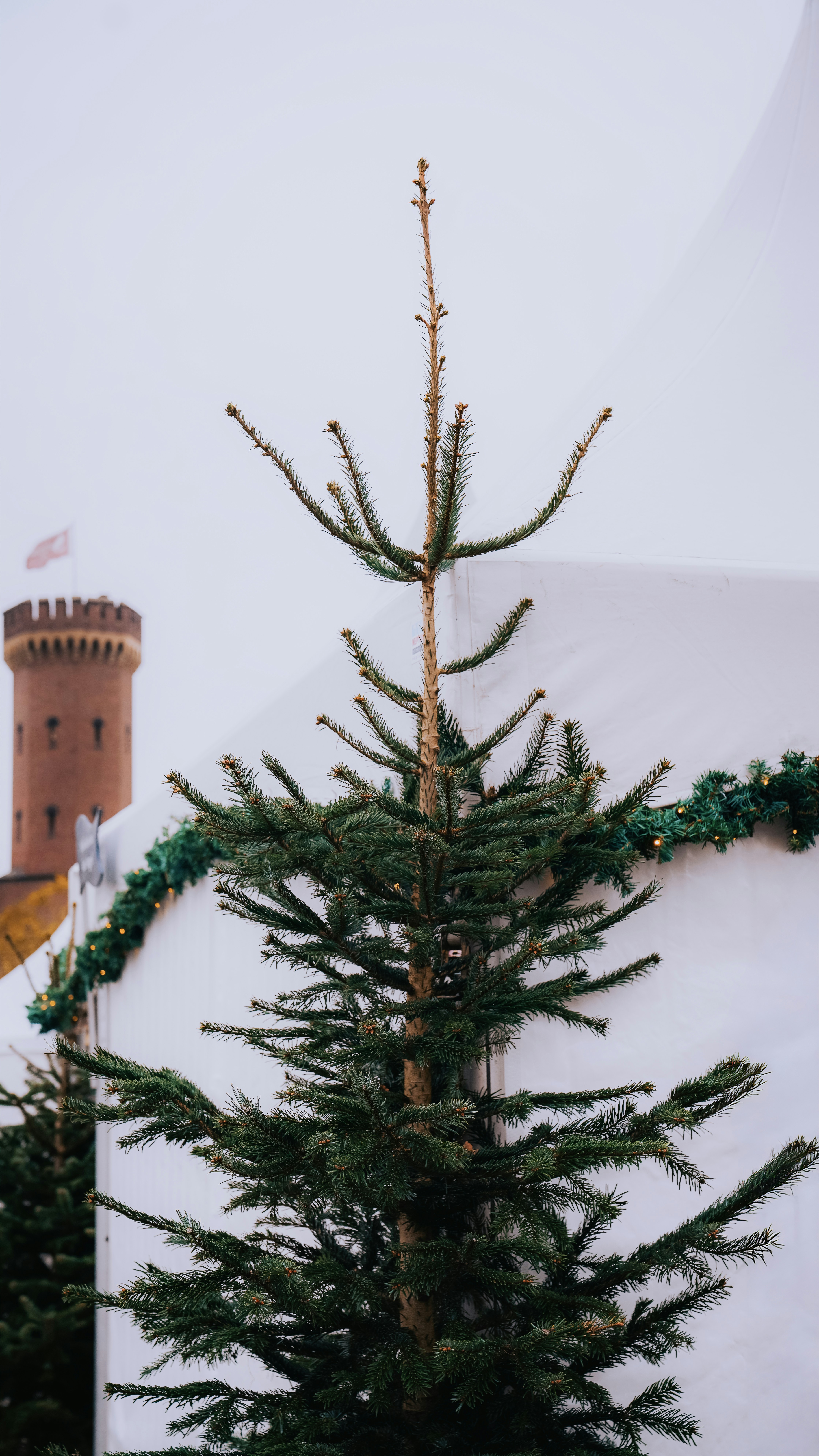 Central Fir Reaches Skyward Against a White Market Canopy and a Brick Tower