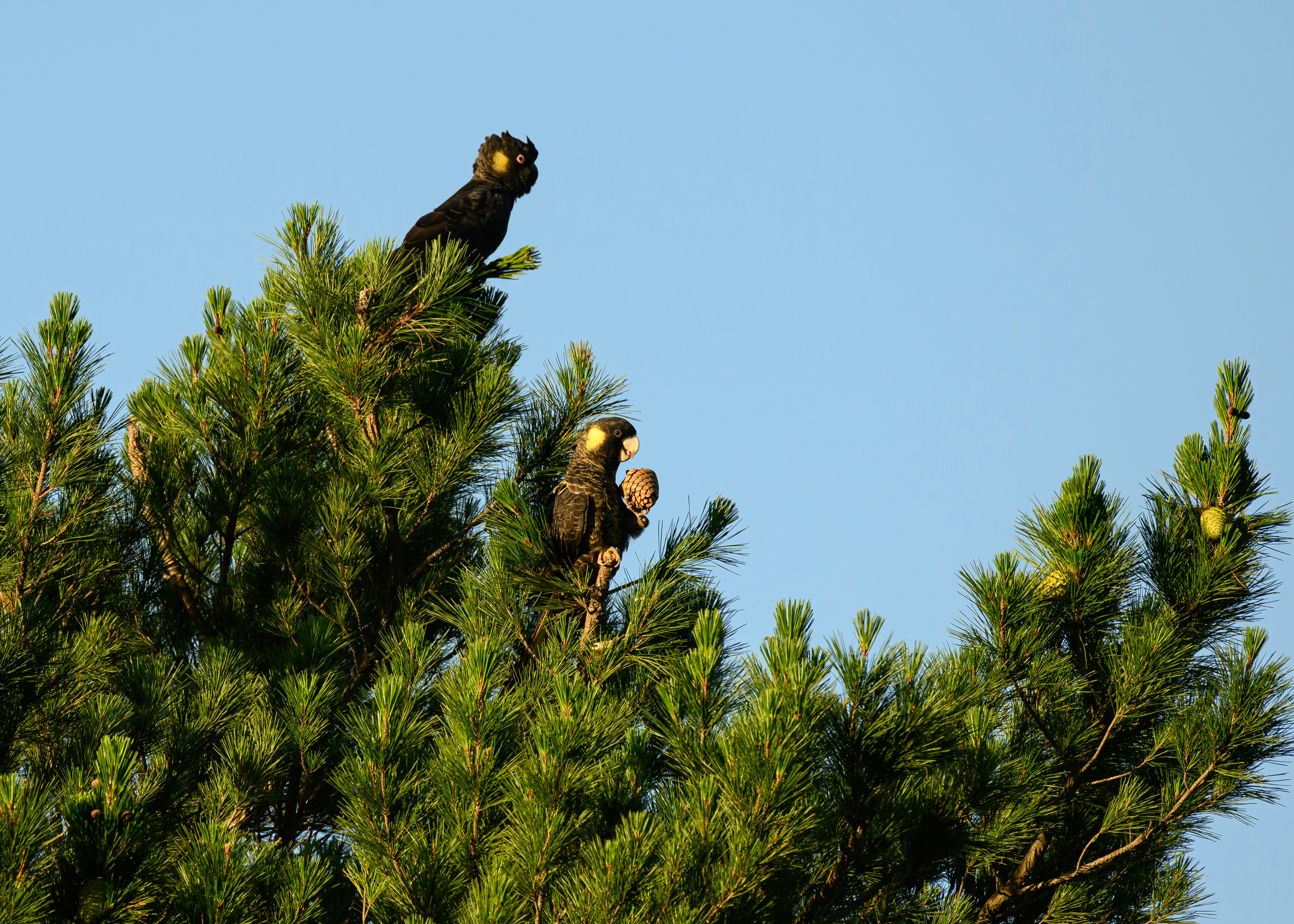 Guardians of the Pine: Dual Eagles Rest on a Sunlit Canopy