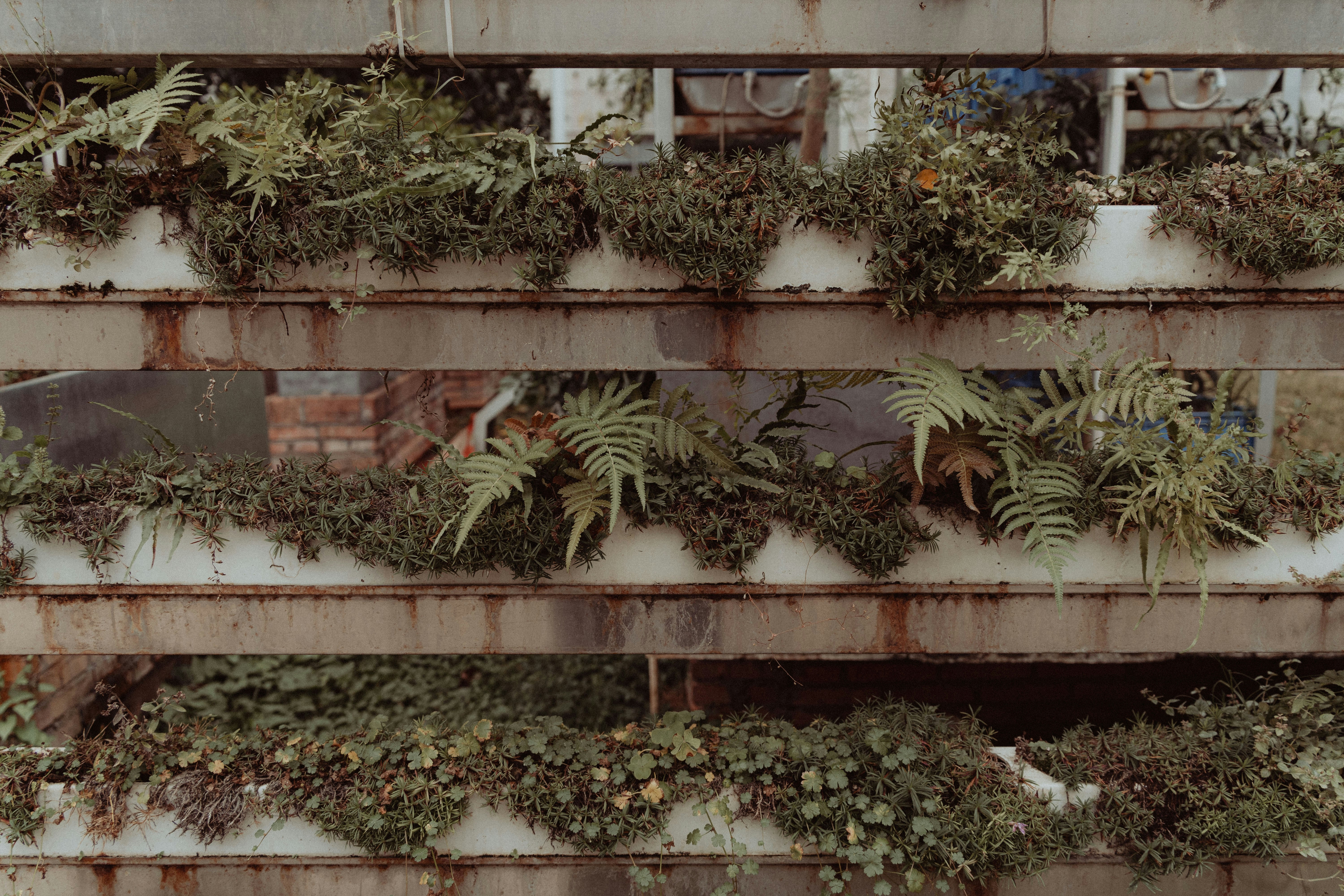 Overgrown Tiers: Plants reclaiming a rusty balcony