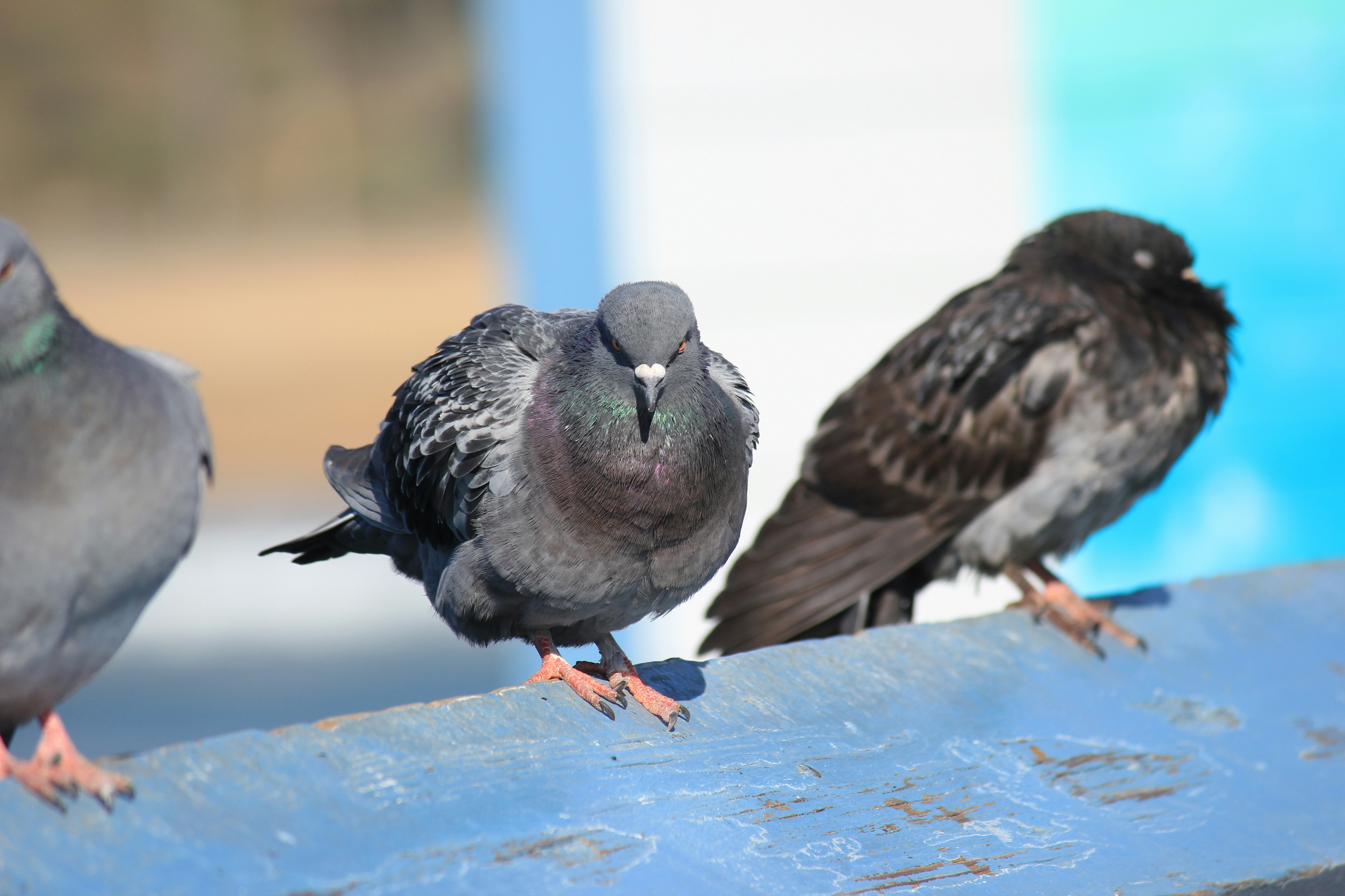 Close-quartered stare: three pigeons perched on a chipped cobalt railing