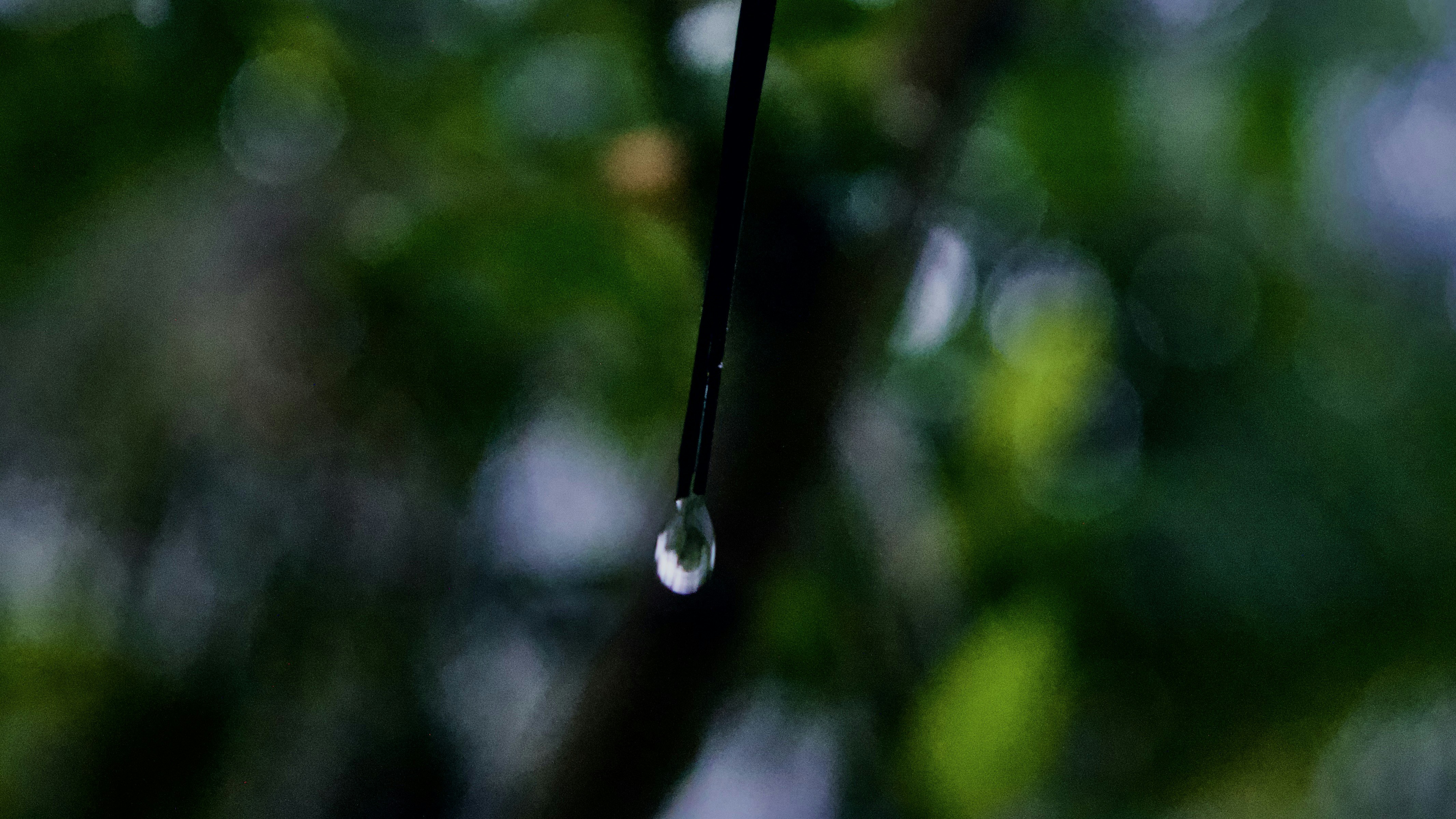 Dewdrop on a slender stem, framed by emerald bokeh