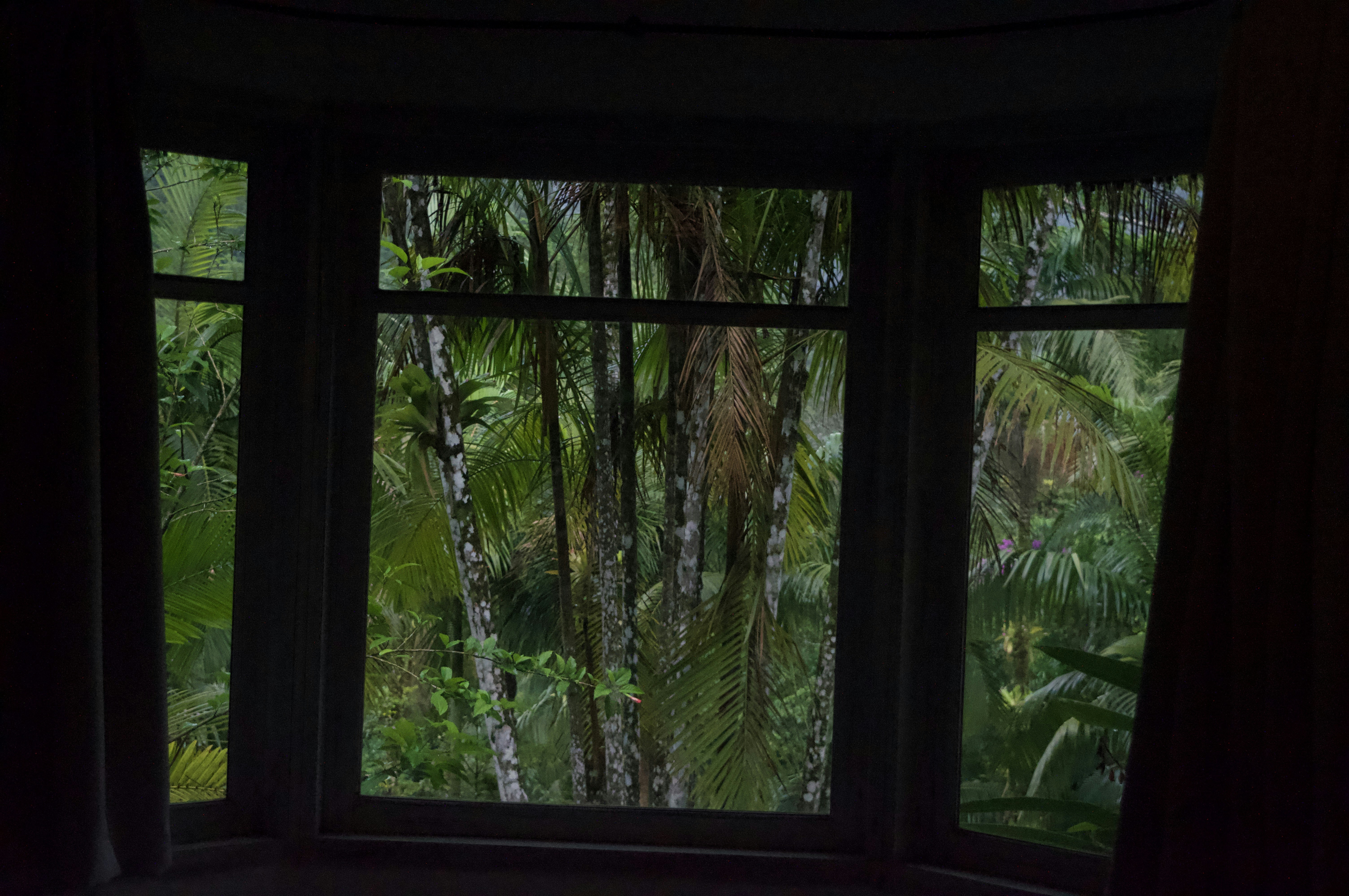 Verdant Veil: Jungle Fronds Framed by a Dim Interior Window