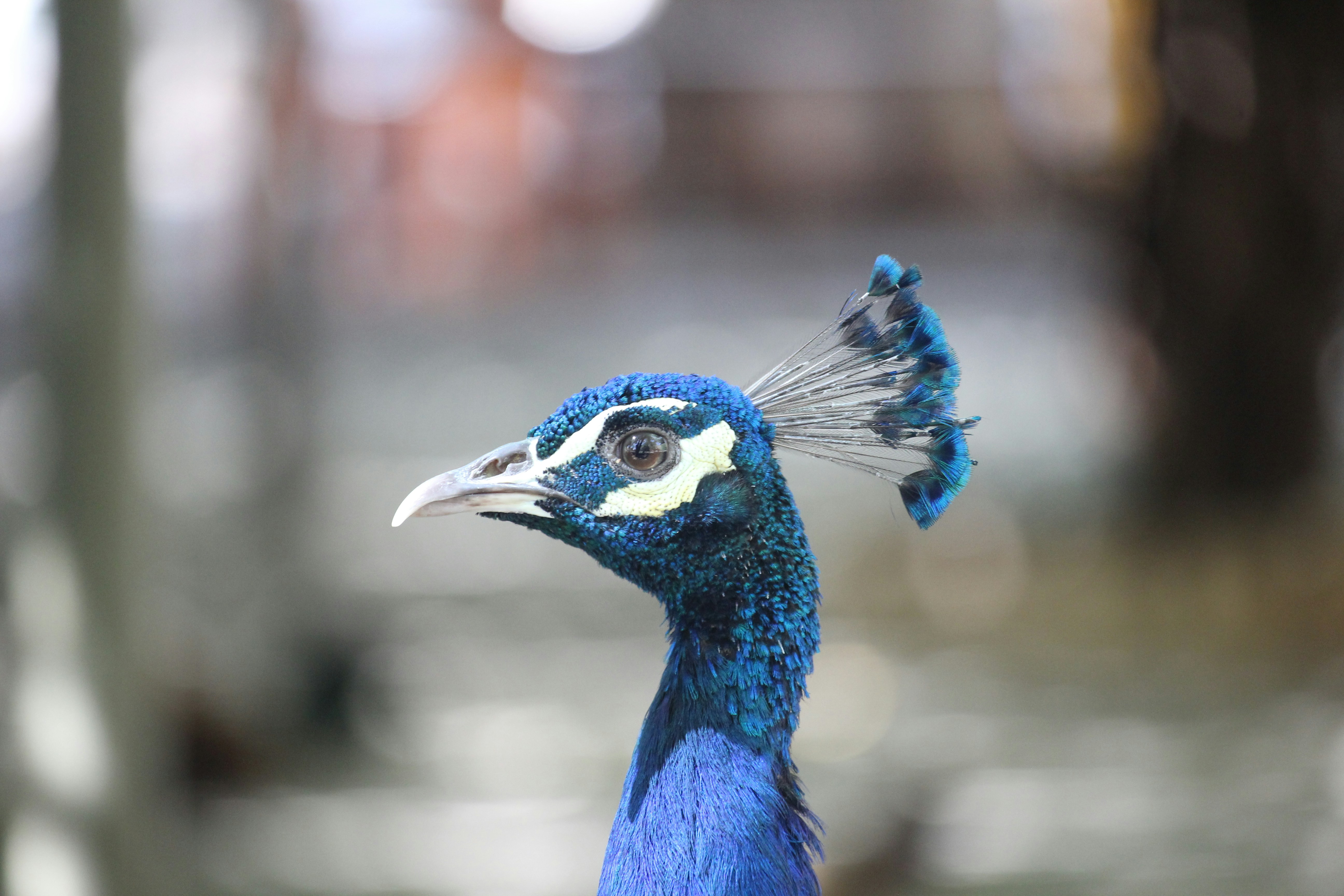 Iridescent Gaze: Close-Up of a Peacock's Crowned Head