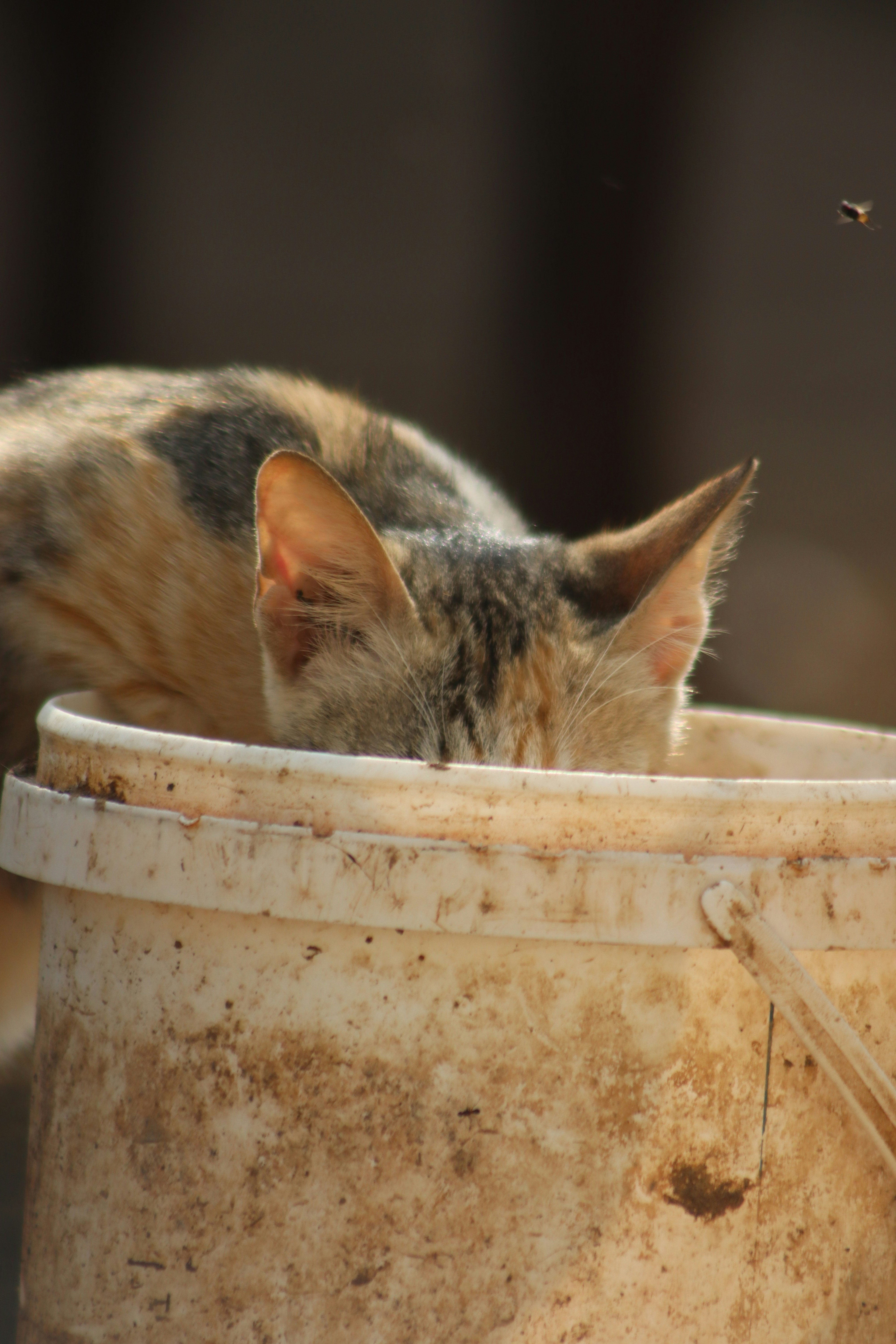 A cat that is laying down in a bucket photo – Free Cat Image on Unsplash