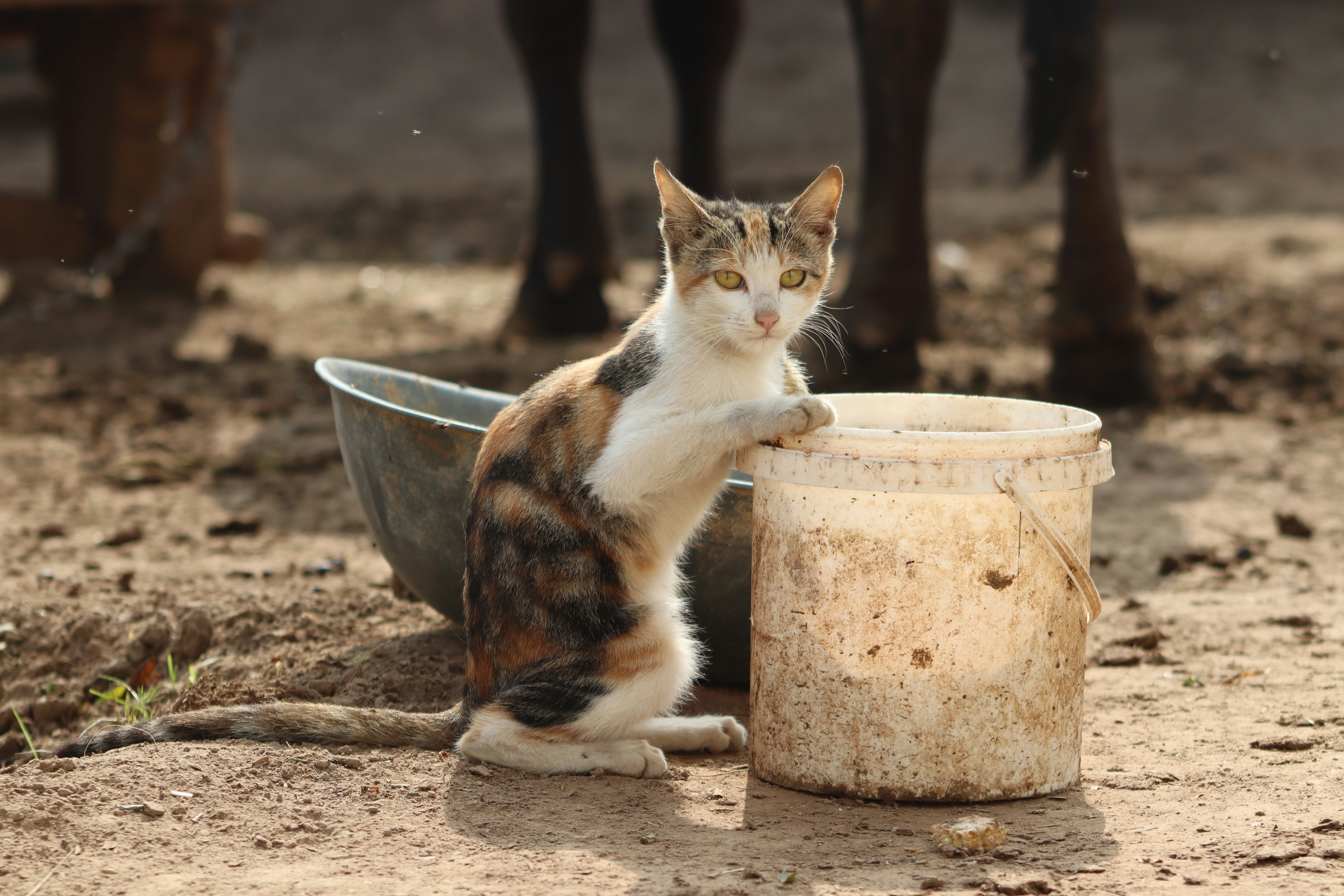 Calico Cat by the Weathered Bucket: a Quiet Farmyard Moment