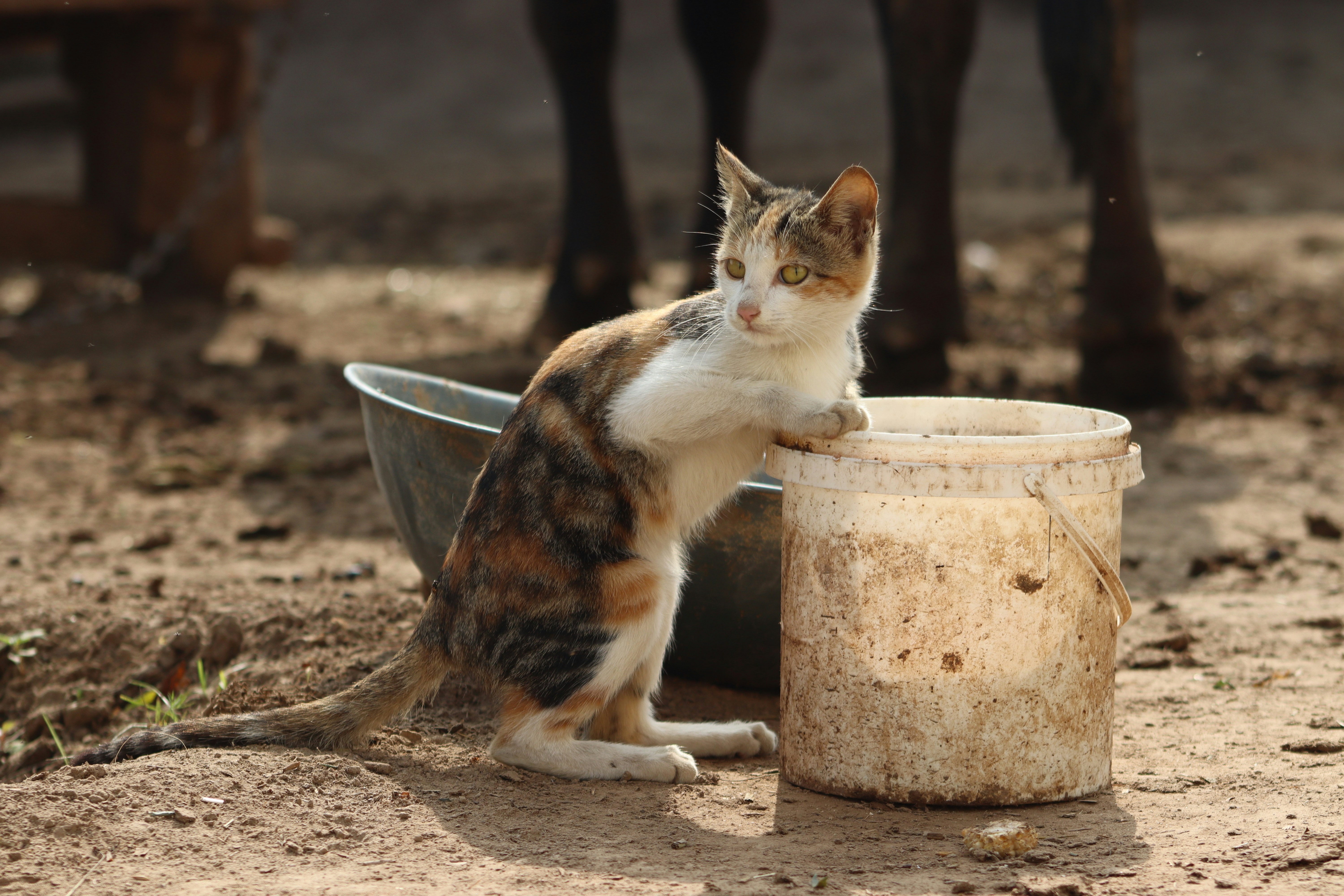 Curious Kitten at the Farmyard’s Edge