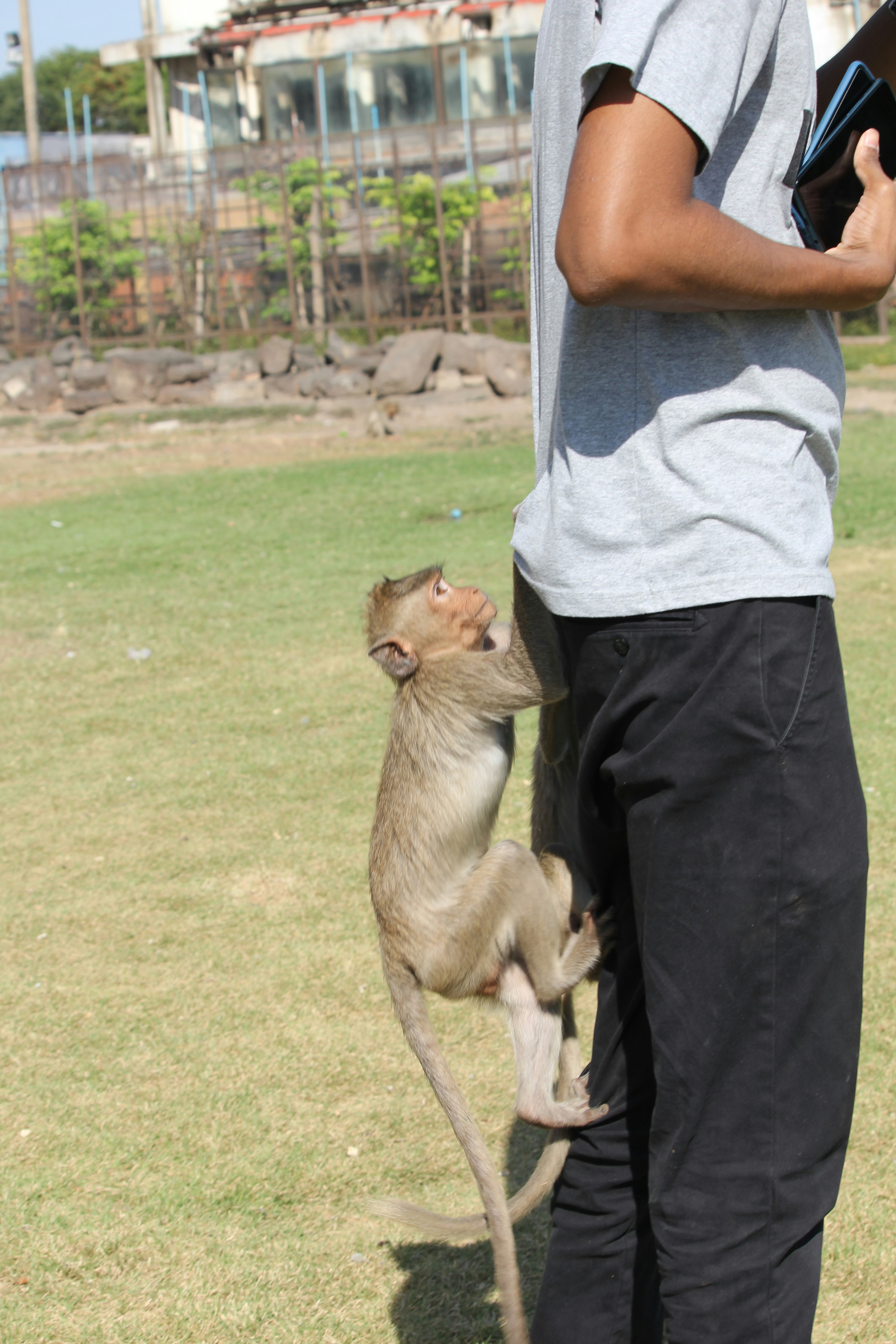 A Curious Monkey Clings to a Park Visitor in Sunlit Grass