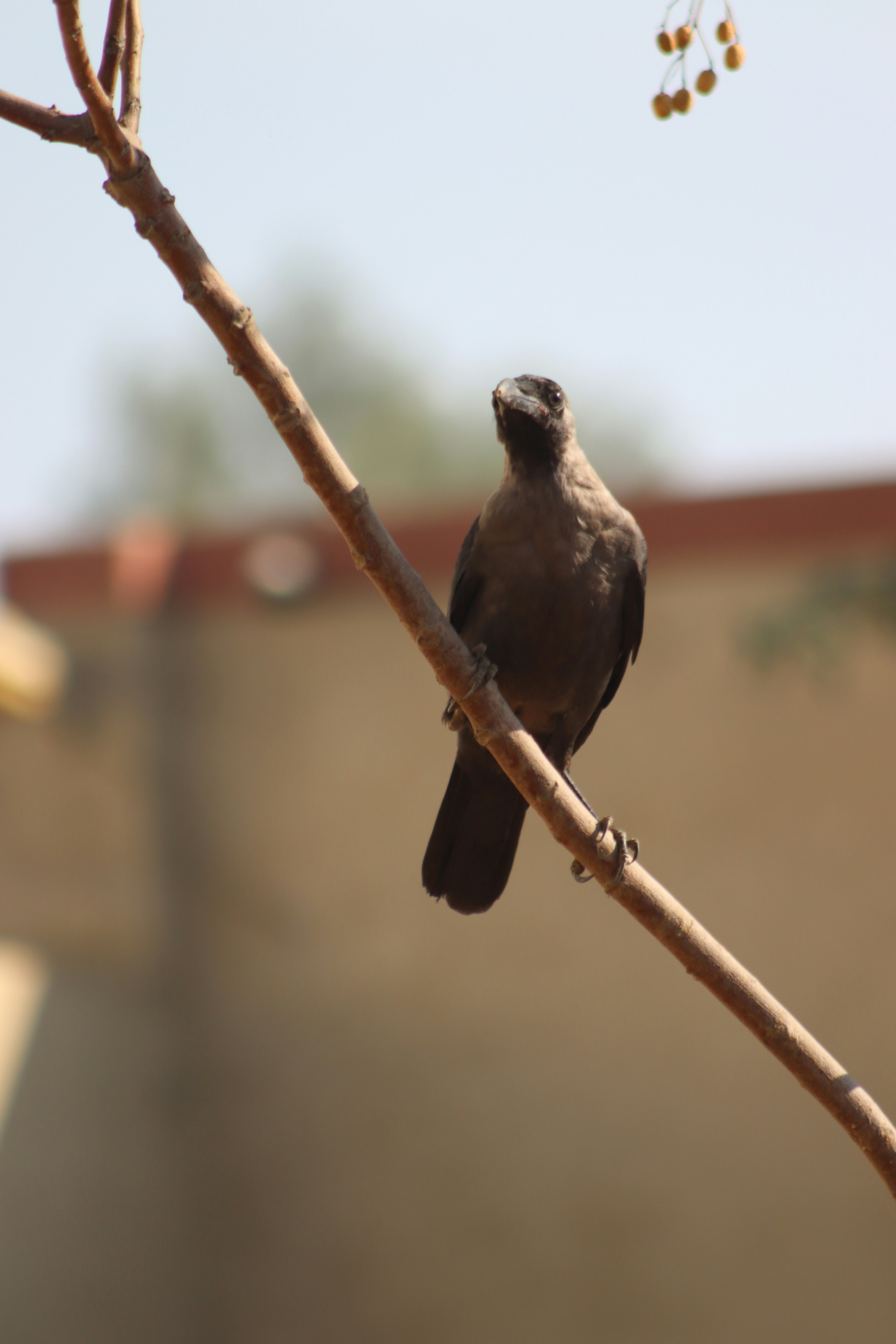 Photo by Anees Ur Rehman with Canon EOS 250D