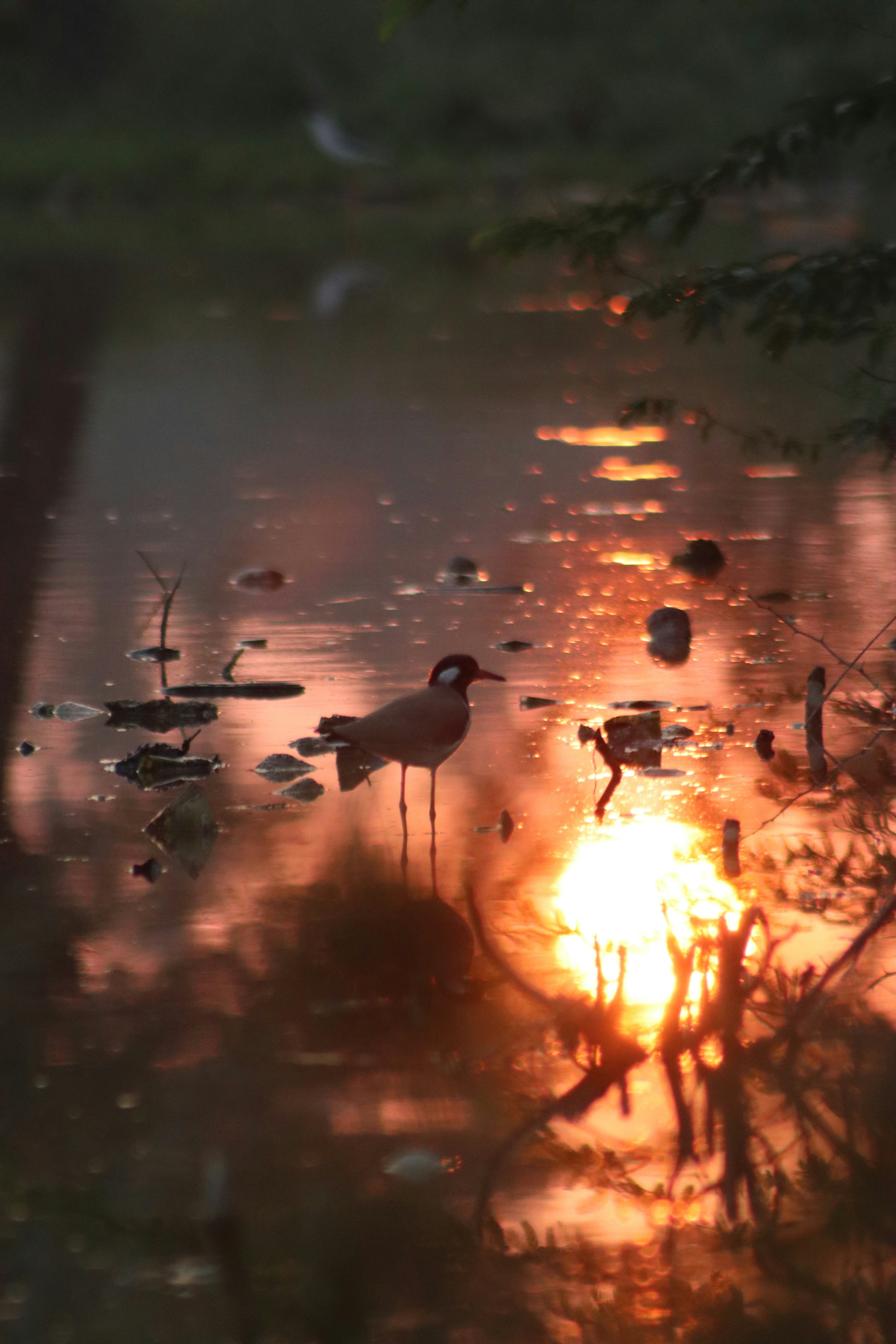 Crimson-headed Wader at Sunset: a Mirror-lit Pond Portrait