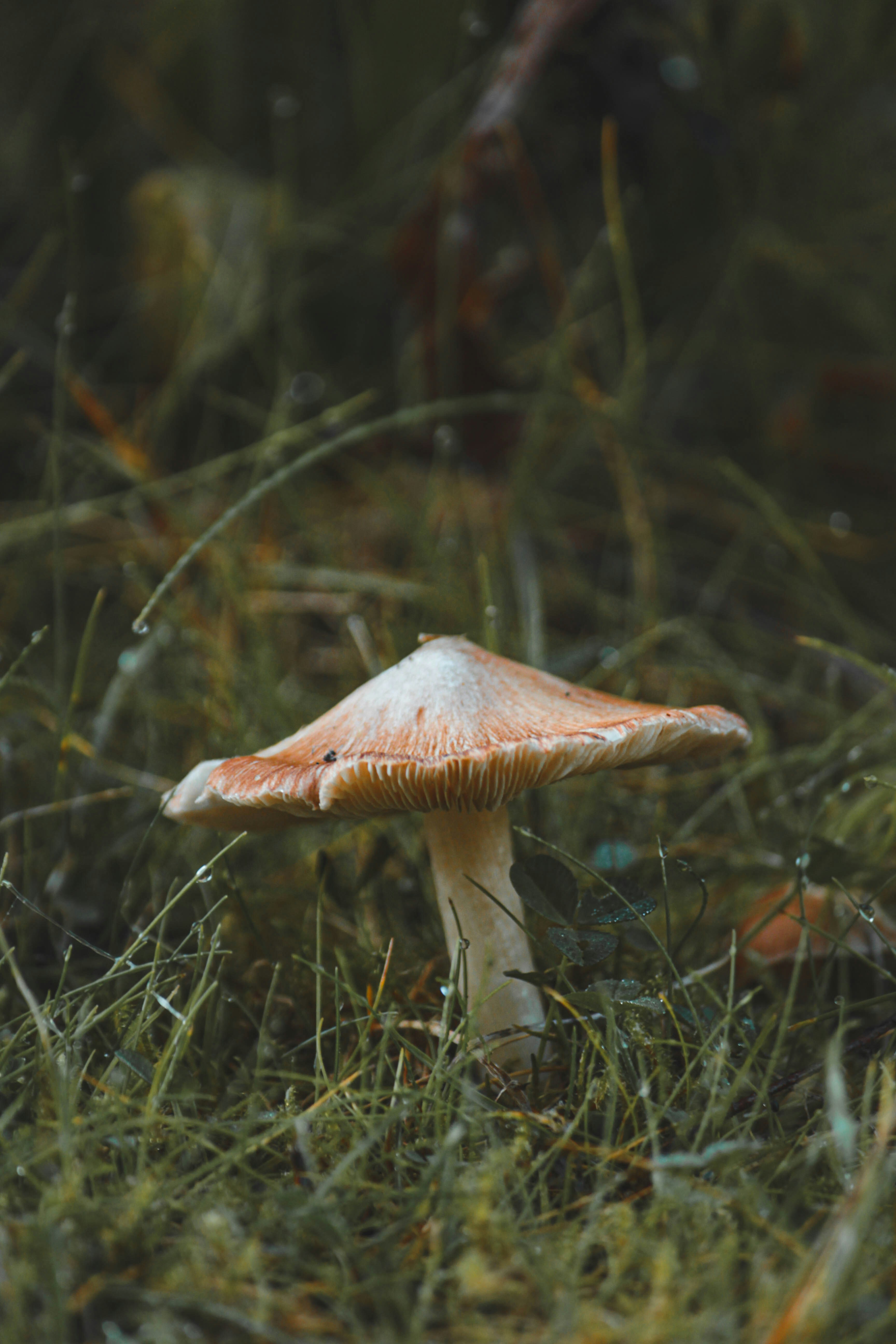 Nature's Umbrella: A Study in Fungi