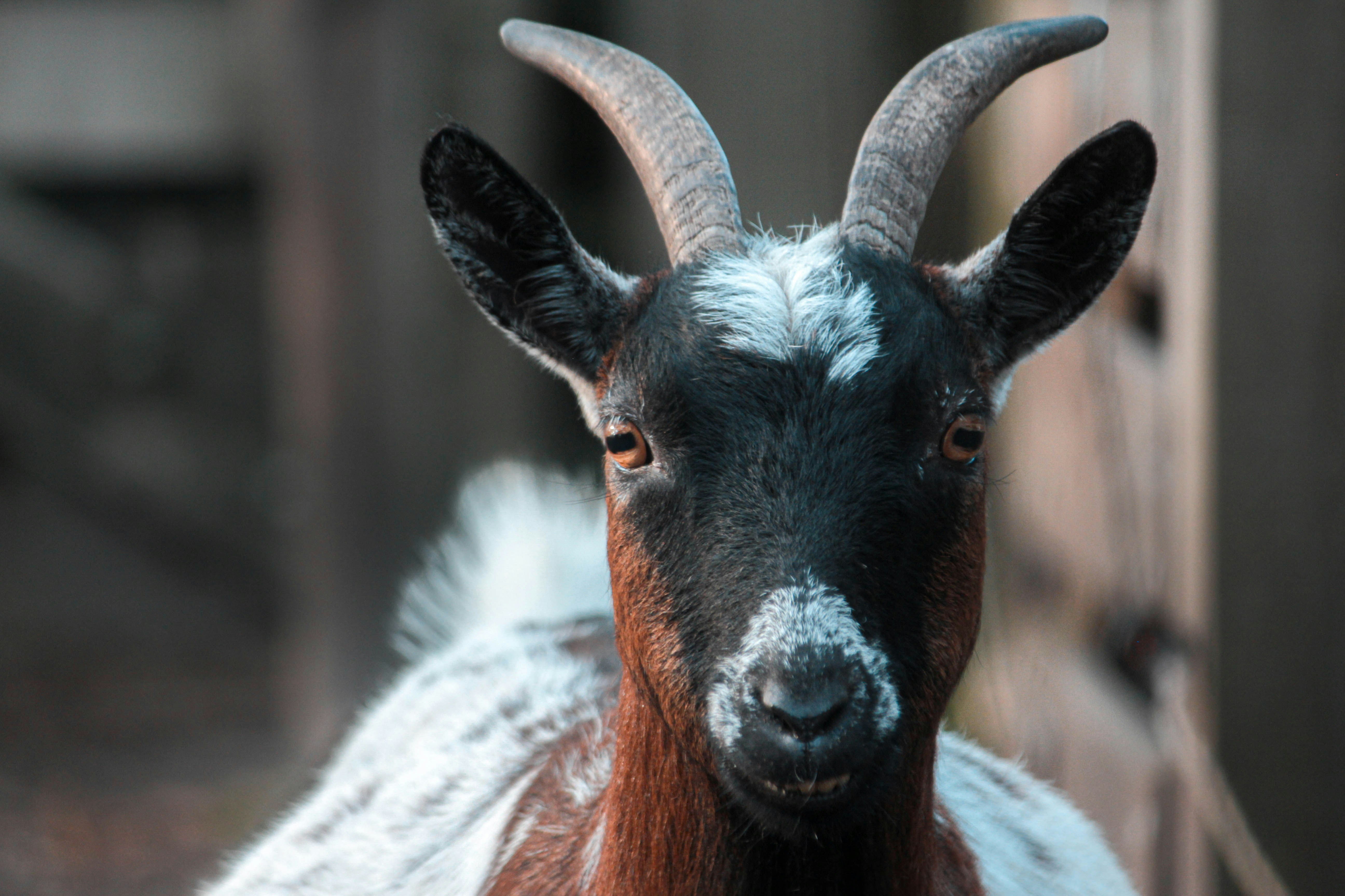 30k+ Goats Pictures | Download Free Images on Unsplash