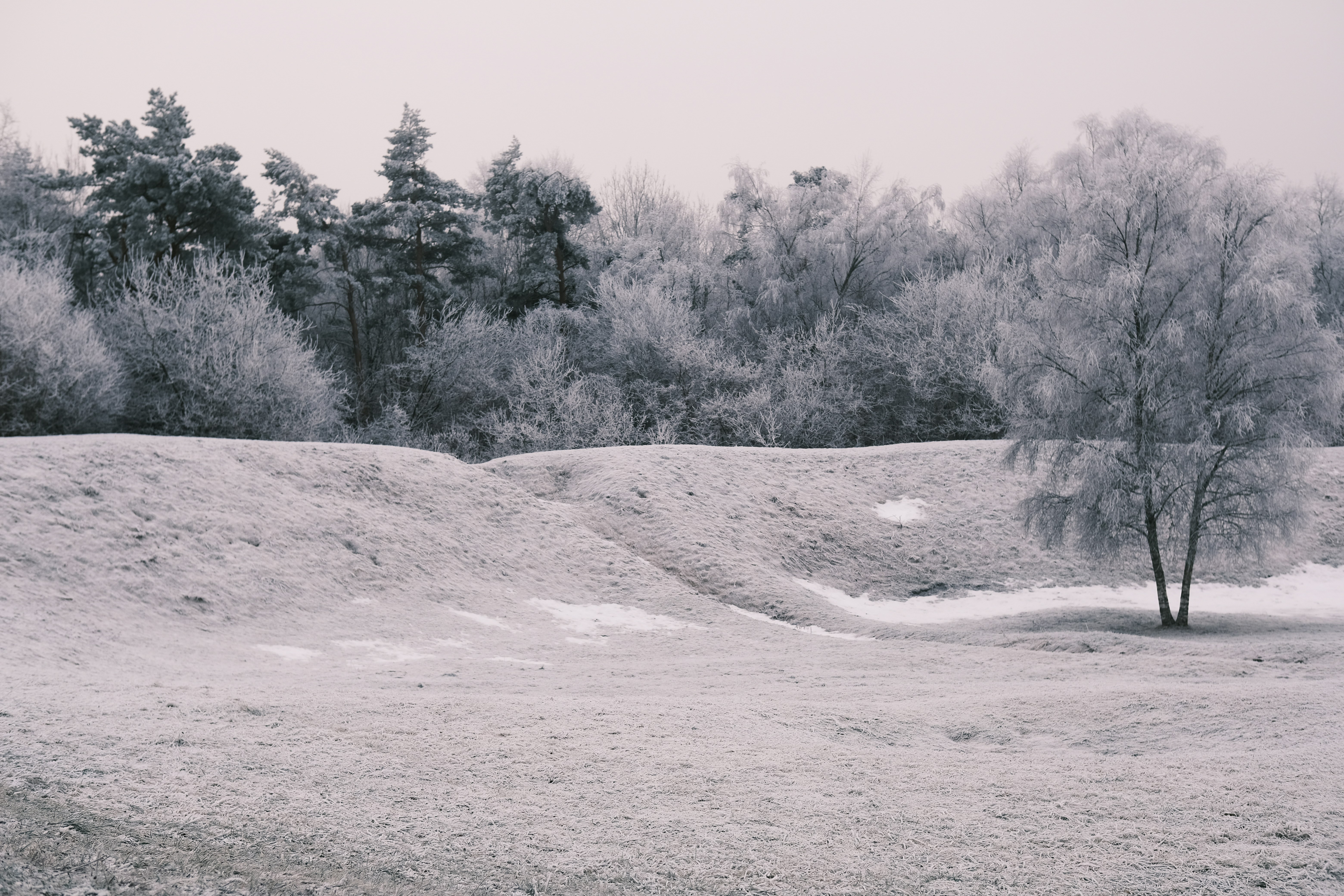 Lone Tree on a Snow-Blanketed Slope under Pale Winter Light