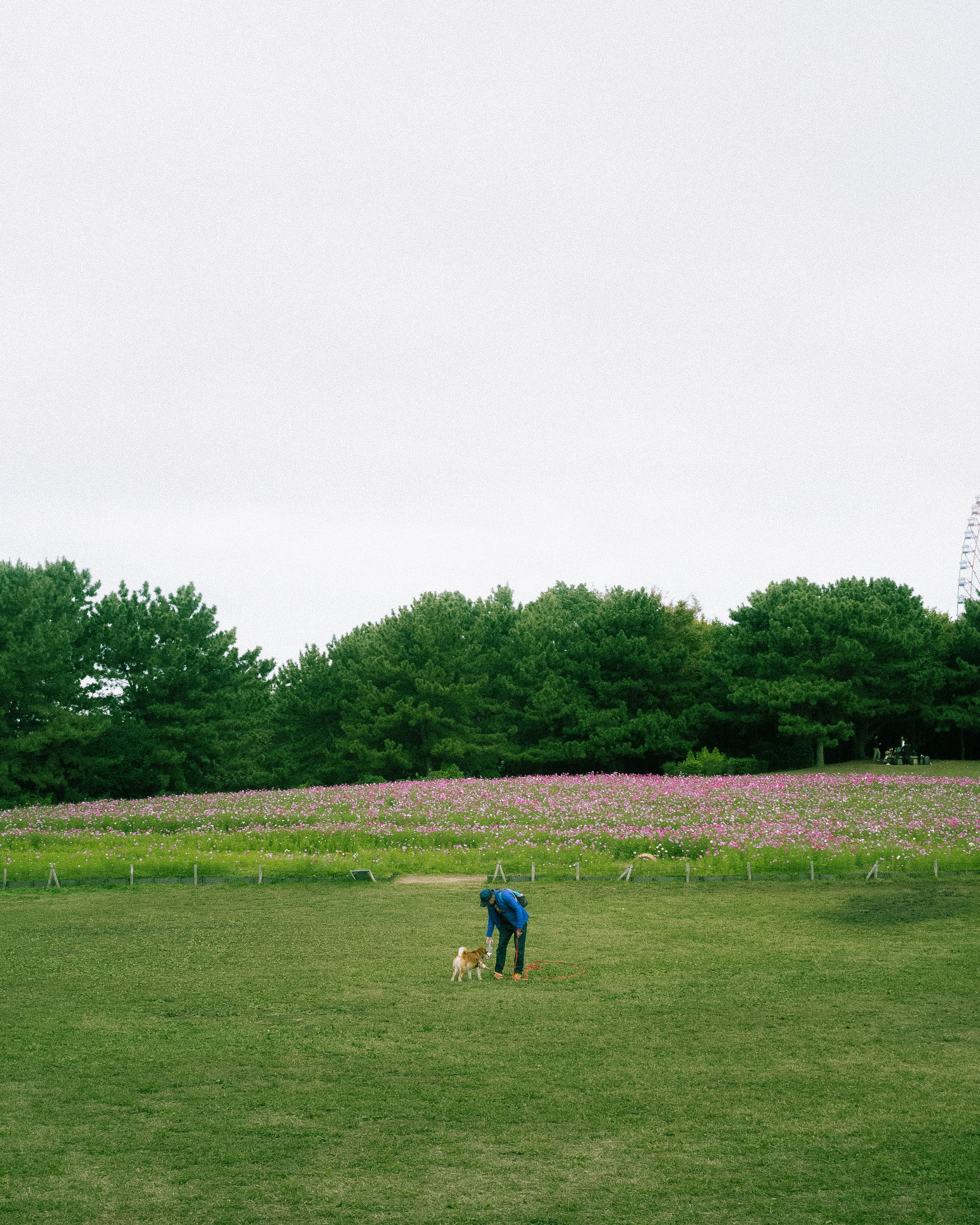 Meadow Pause: A Person and Dog in a Pink-Flower Field Under a Distant Ferris Wheel