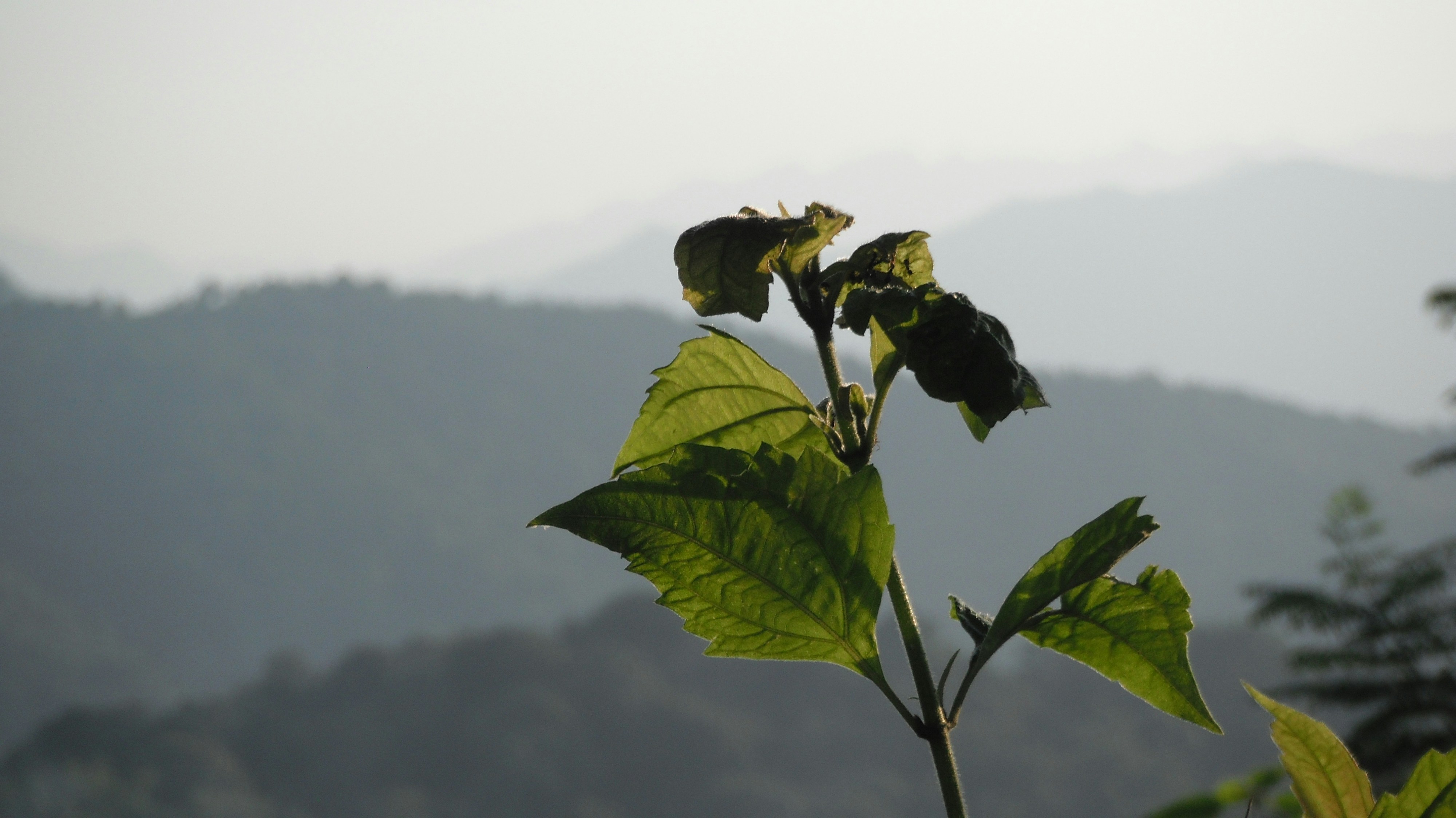Emerald Leaf Framing a Misty Mountain Panorama