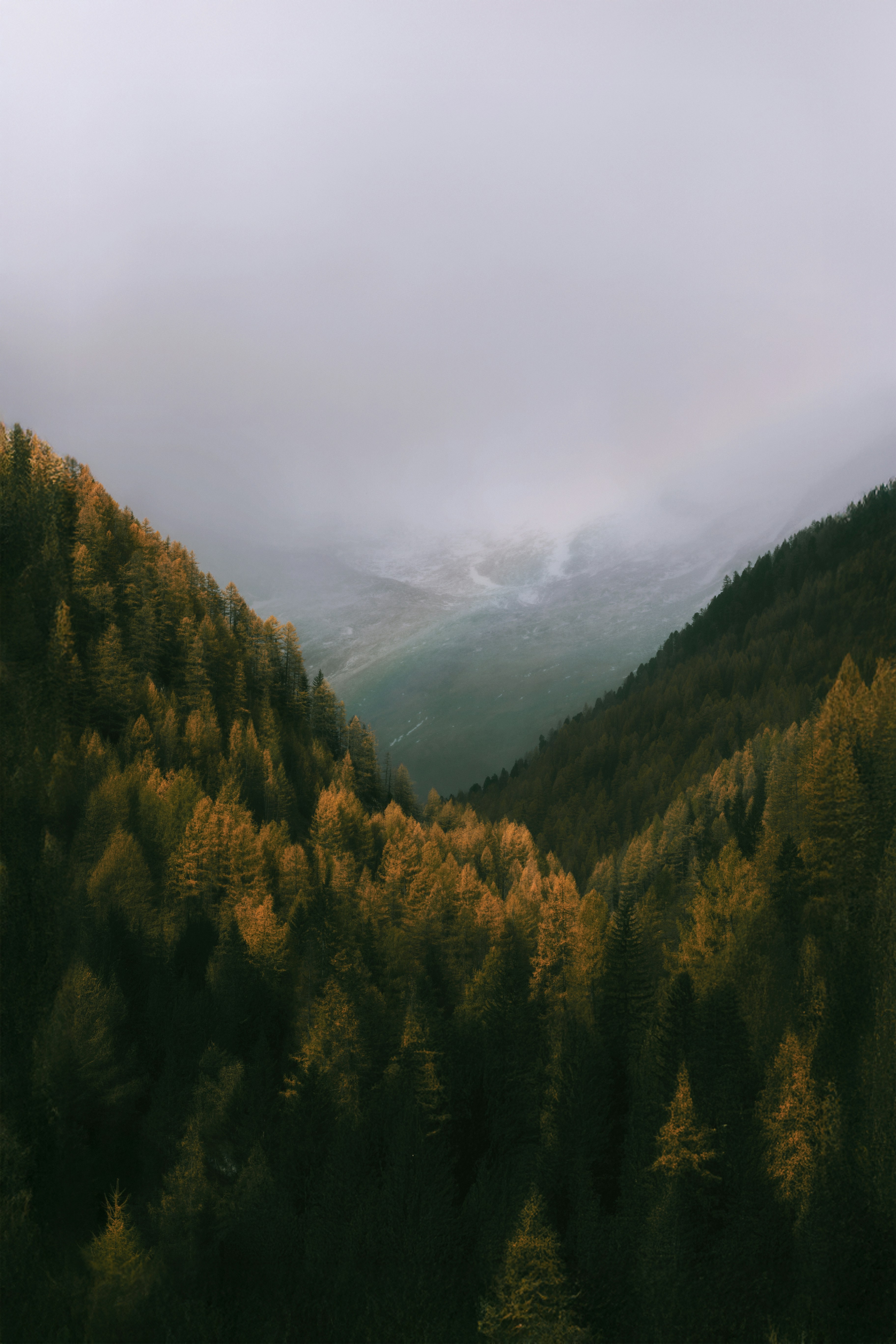 Une forêt remplie de nombreux arbres sous un ciel nuageux photo – Image ...