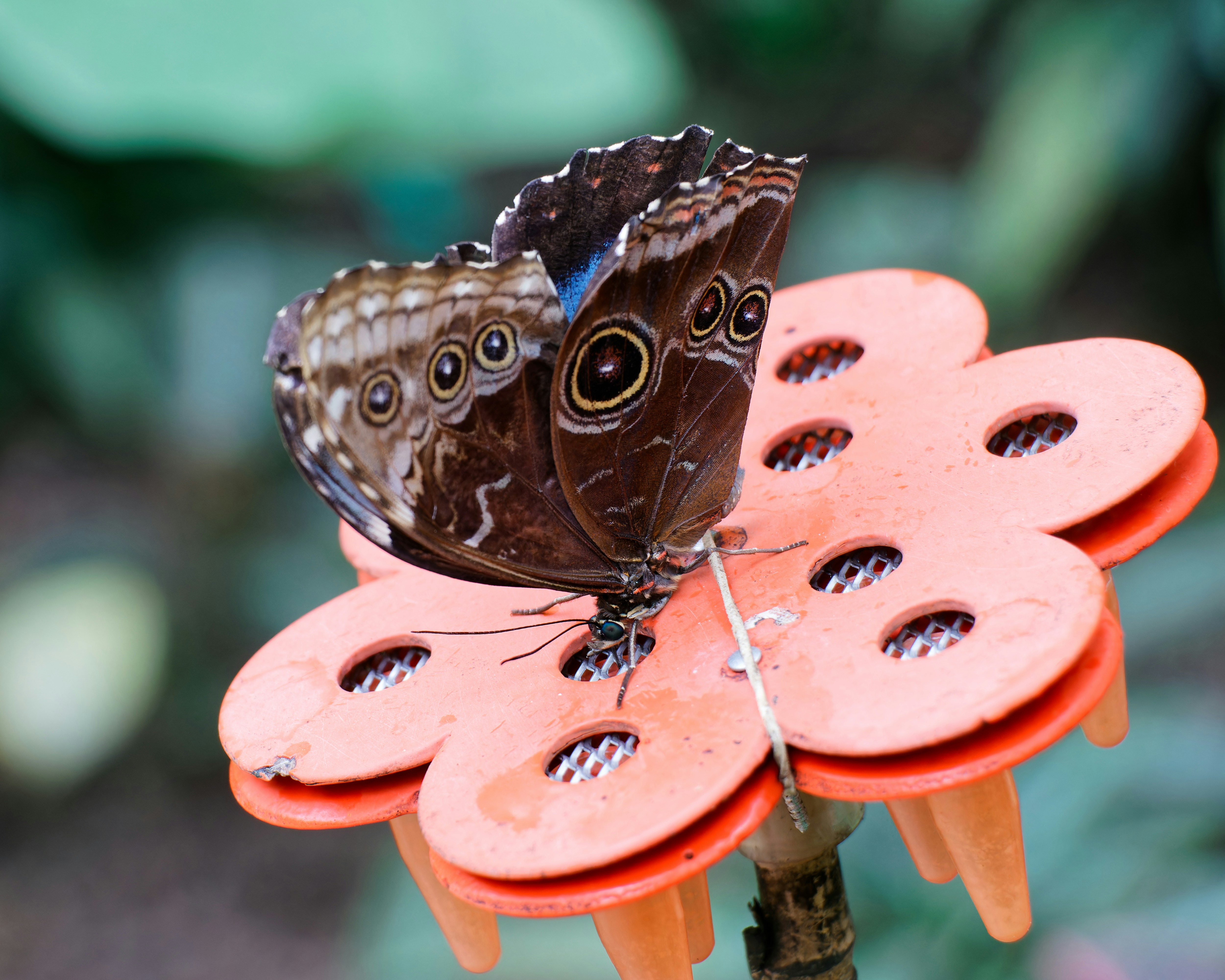 Winged Grace on a Coral Perforated Bloom