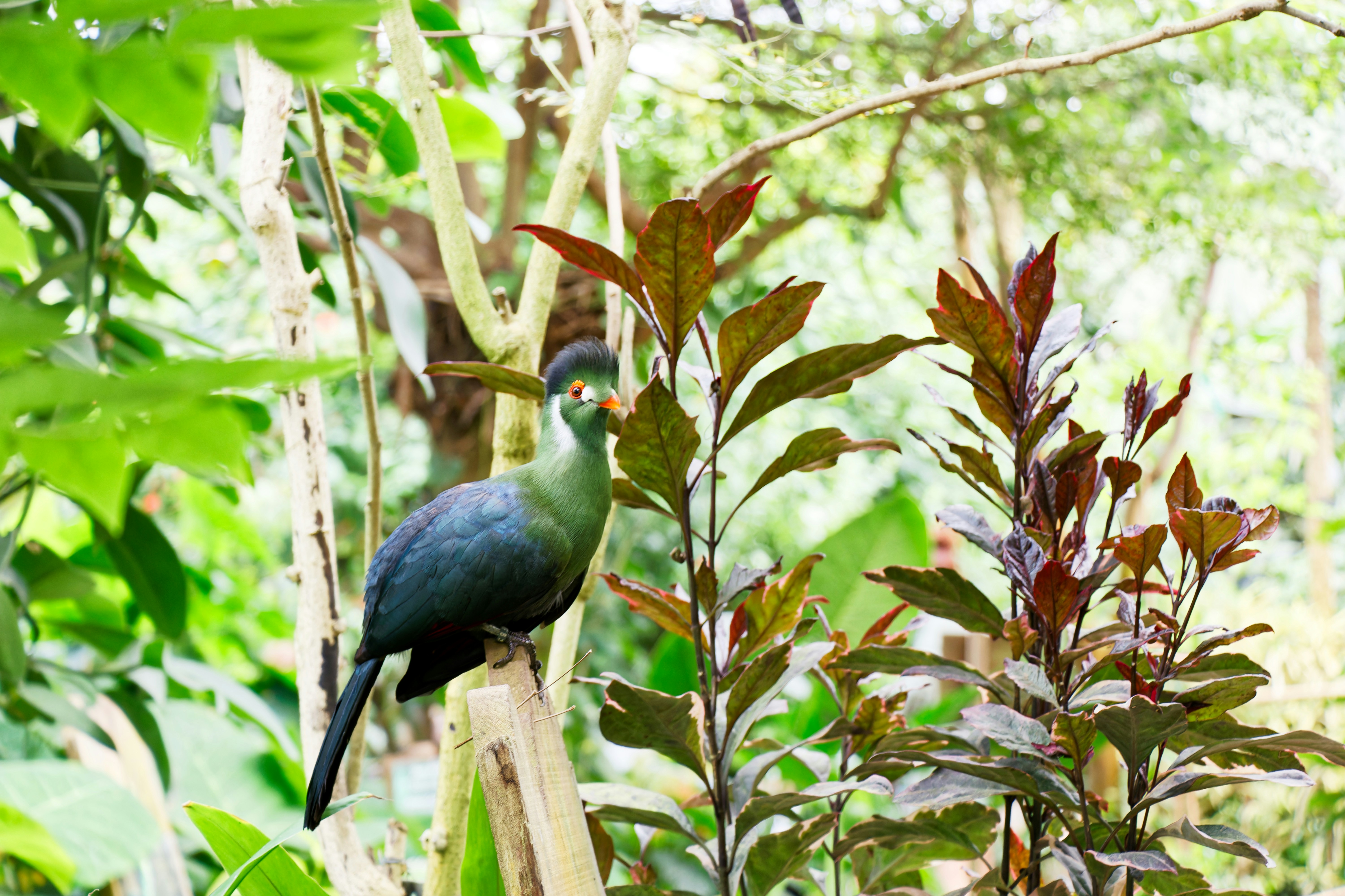 Emerald Winged Sentinel on a Weathered Post Amid Lush Garden Foliage