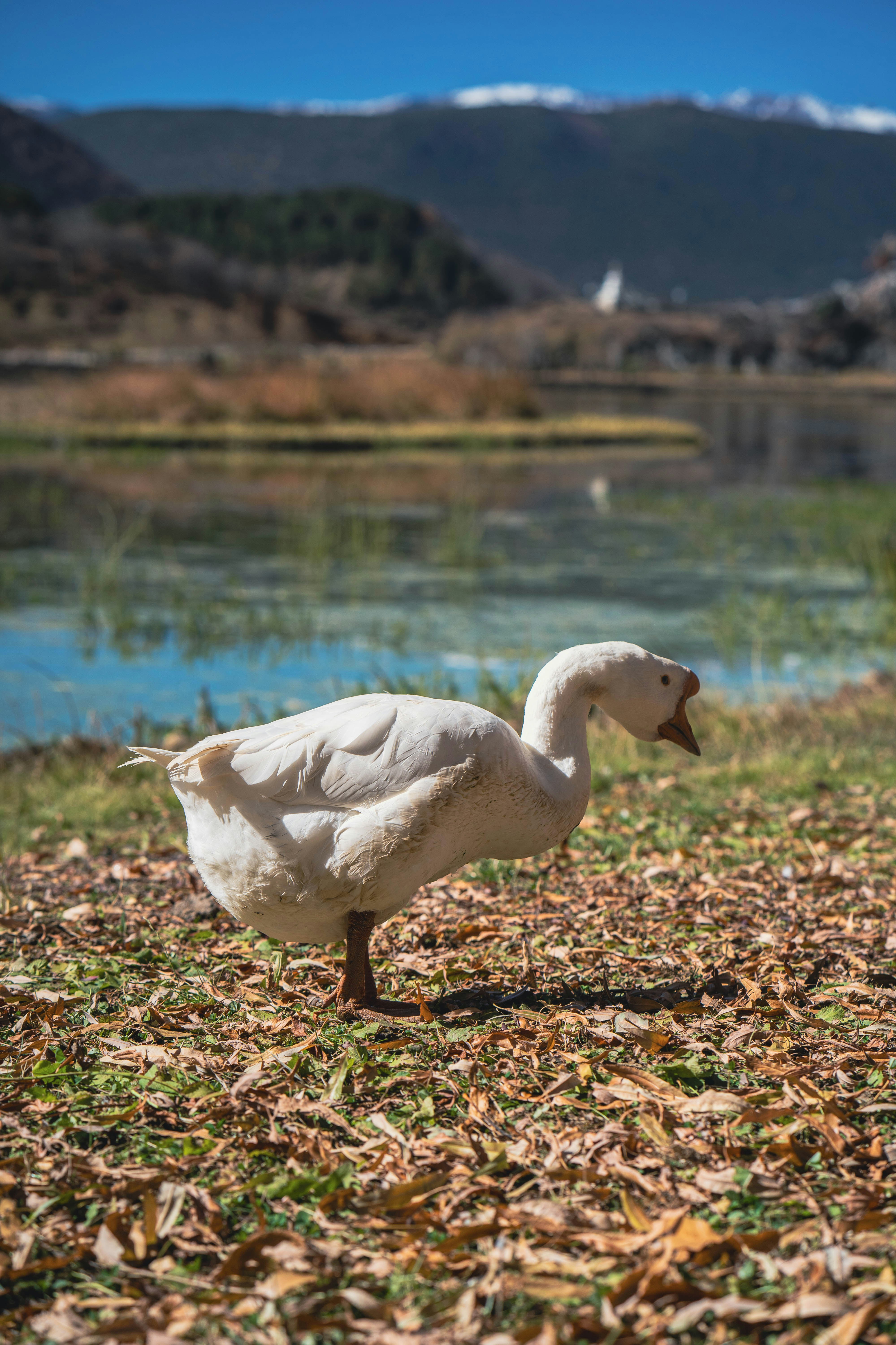 Goose at the Lakeside: A Quiet Moment of Feather and Water