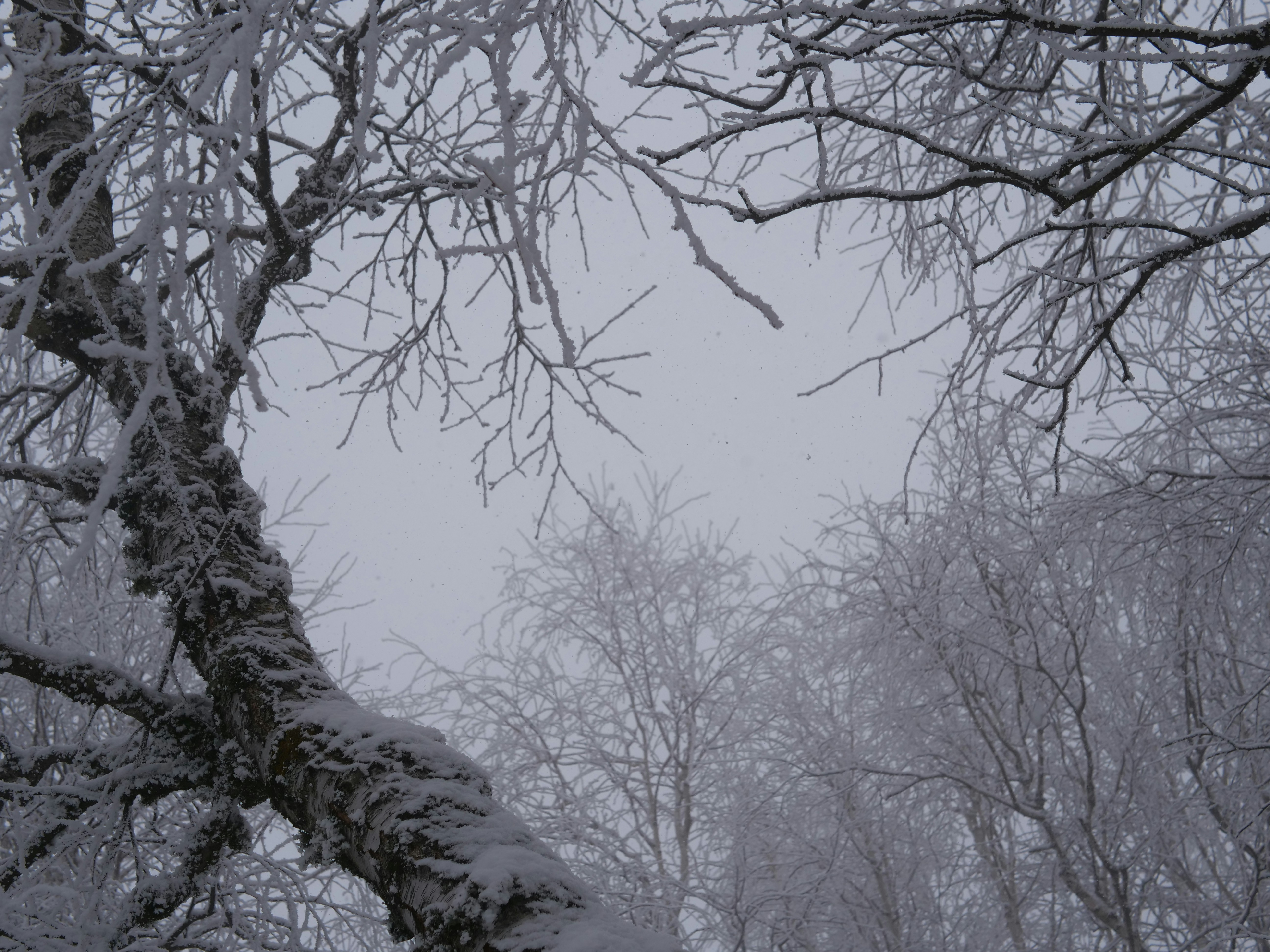 Photo by Evelina Mokrousova with Panasonic Lumix G9