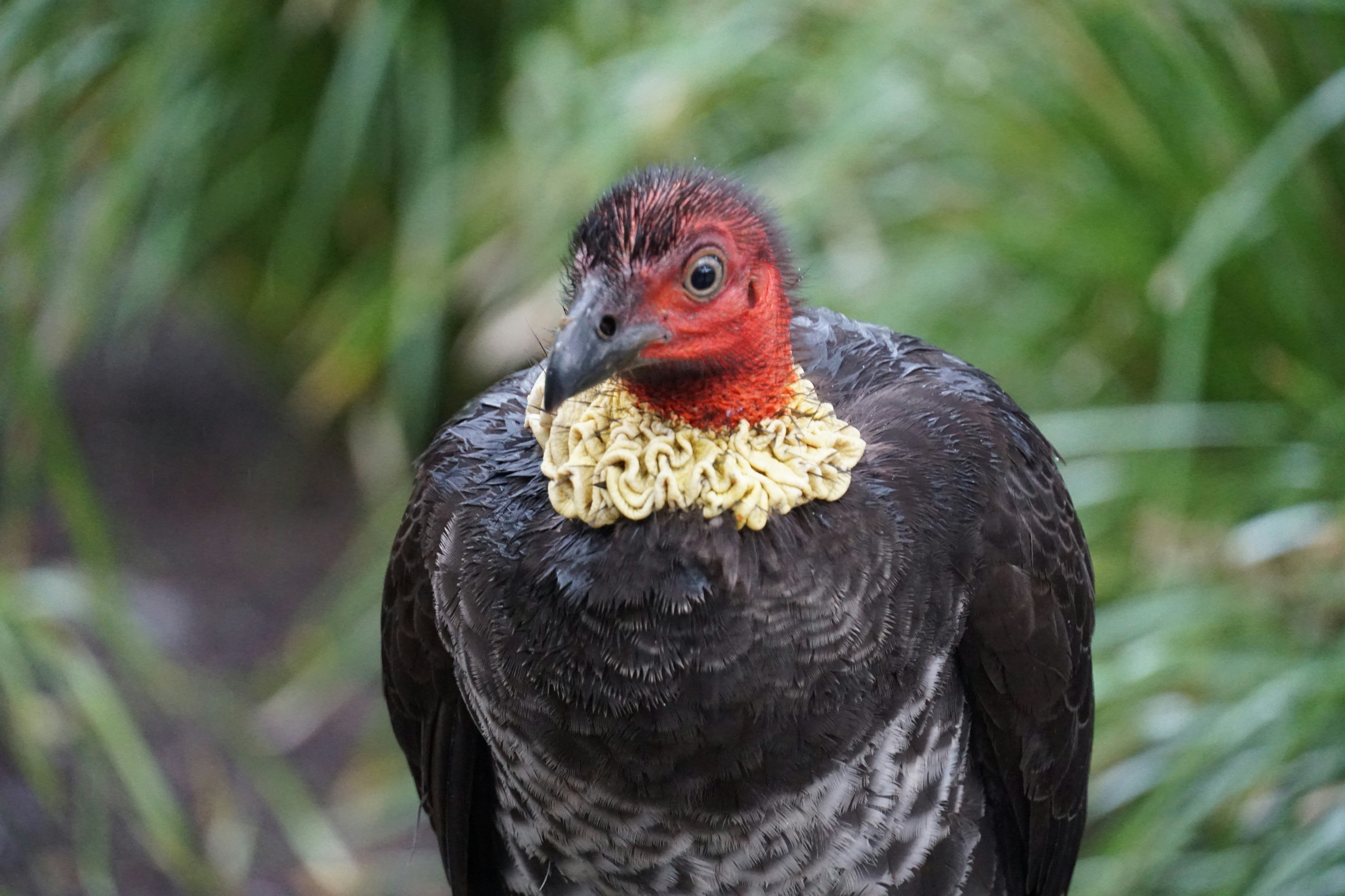 Cream-Frilled Scarlet: Close-Up Portrait of a Marsh Bird