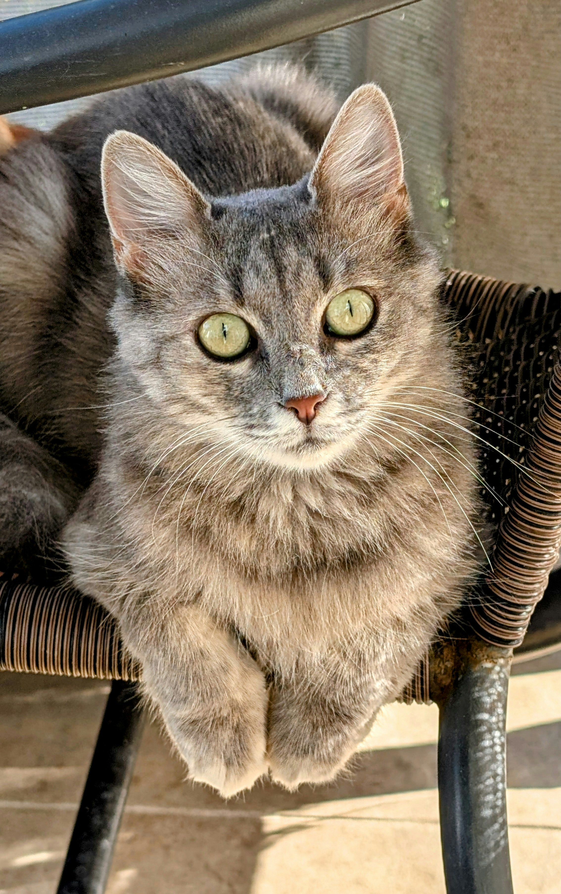 Sunlit Gaze on a Wicker Chair: A Gray Tabby’s Quiet Moment