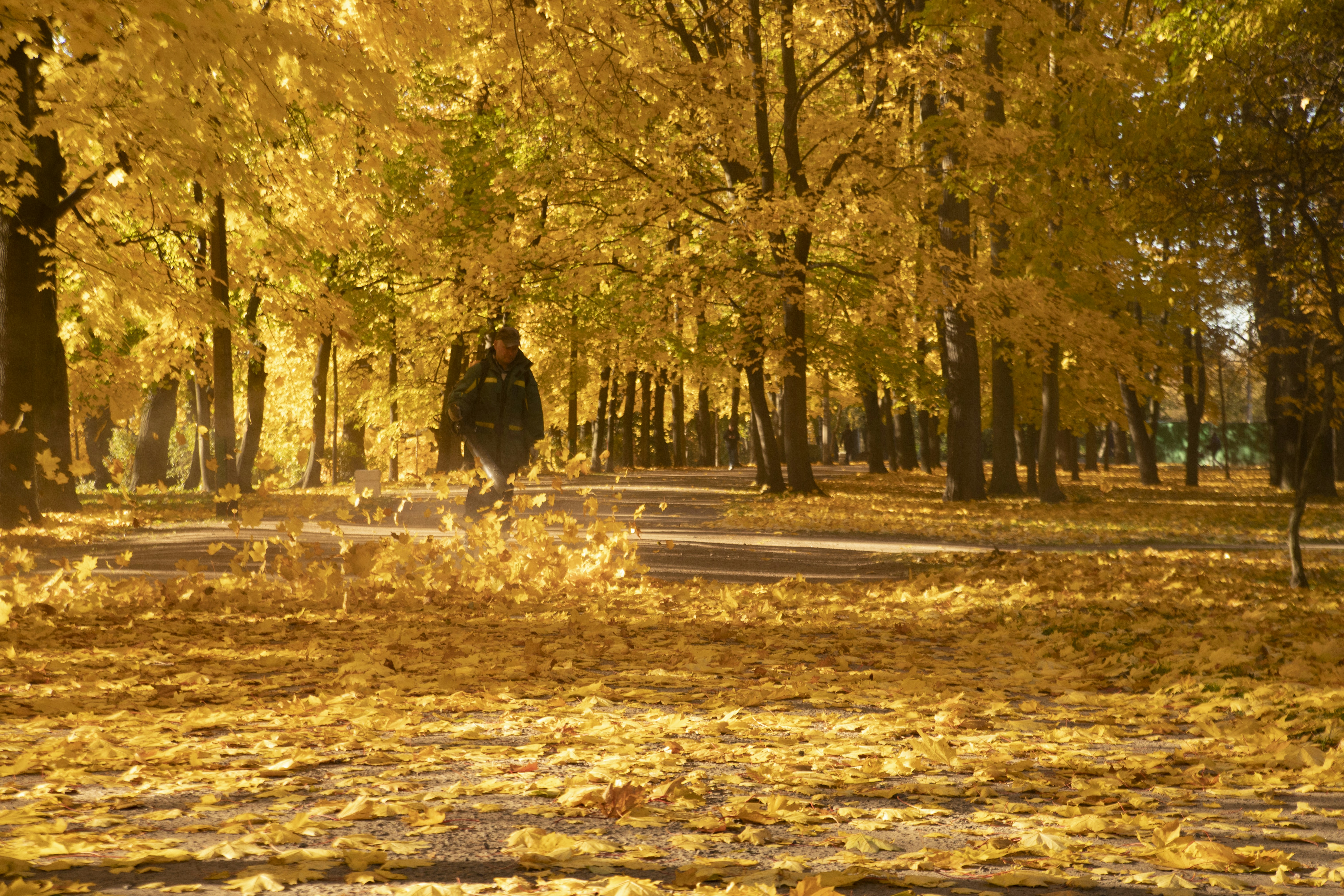 Golden Canopy: A Walk Through Autumn's Embrace