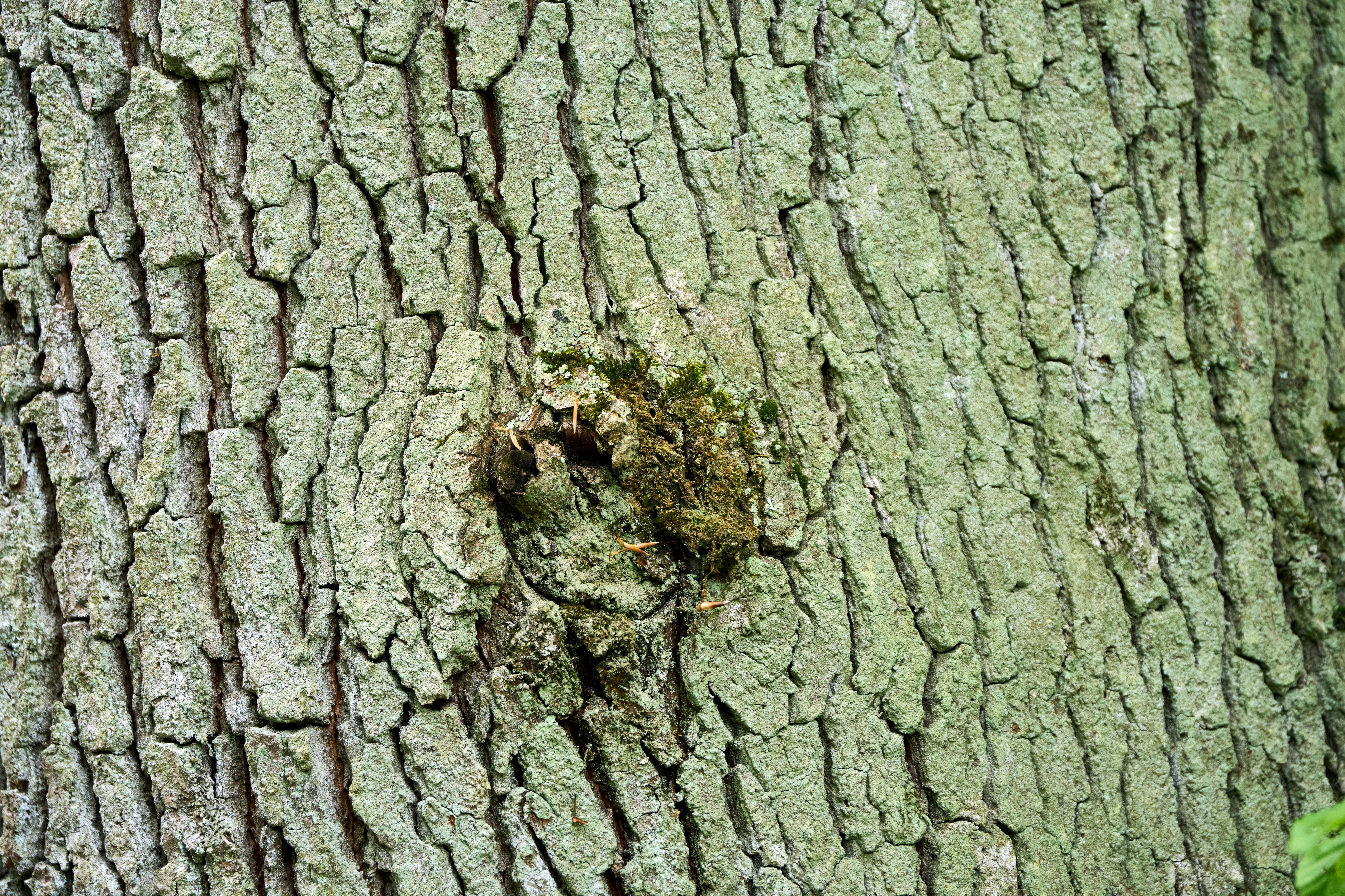 Knotwork in Moss: A Micro View of Weathered Bark