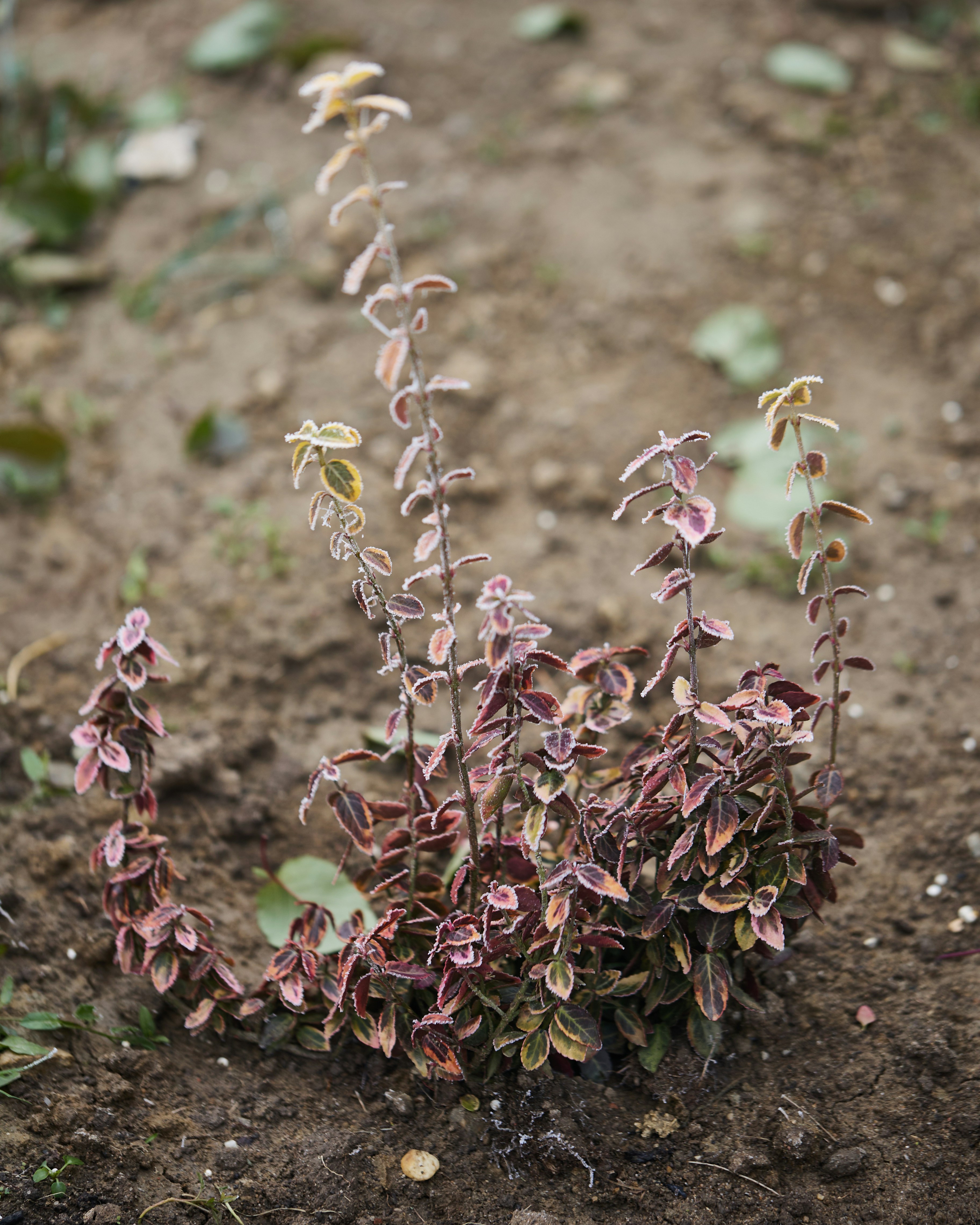 #close #day #flower #freshness #growth #nature #no people #outdoors #petal #plant