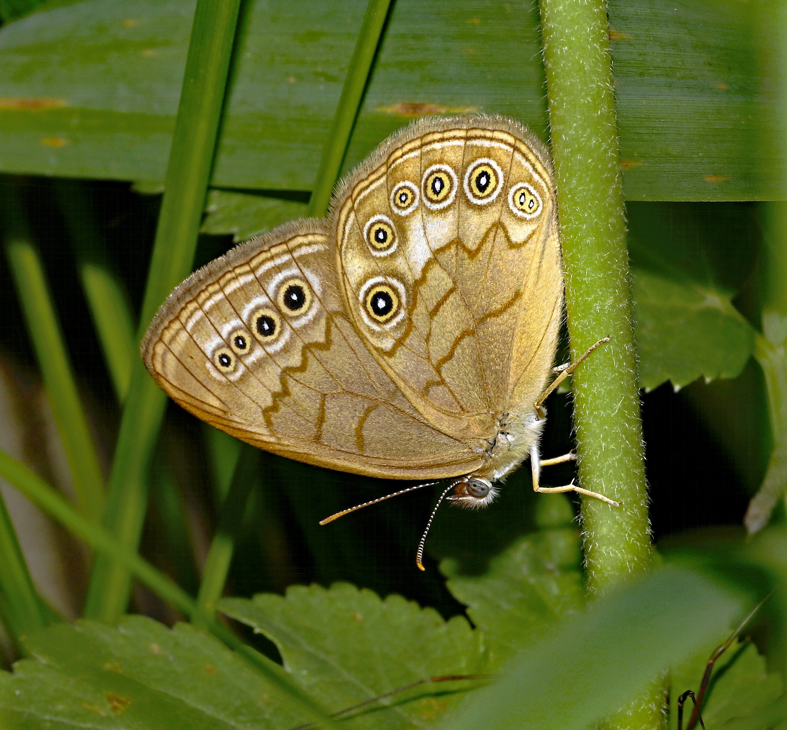 Eyed Brown (Satyrodes eurydice) Ice Age National Scientific Reserve Unit, Baraboo, WI, USA image no. _F2A8215aaap3