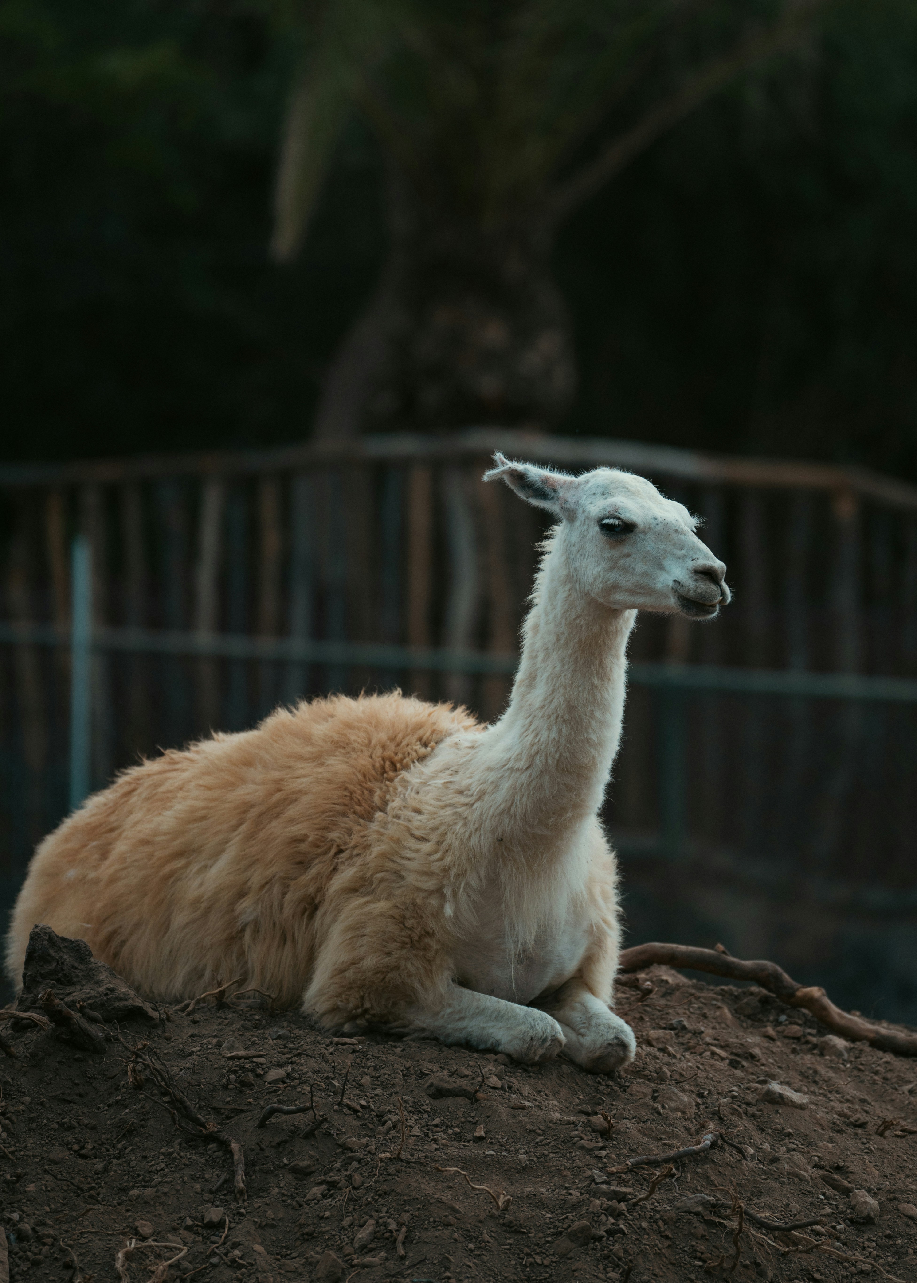 Cream llama at rest on a dirt mound beneath a wooden fence and shadowed forest