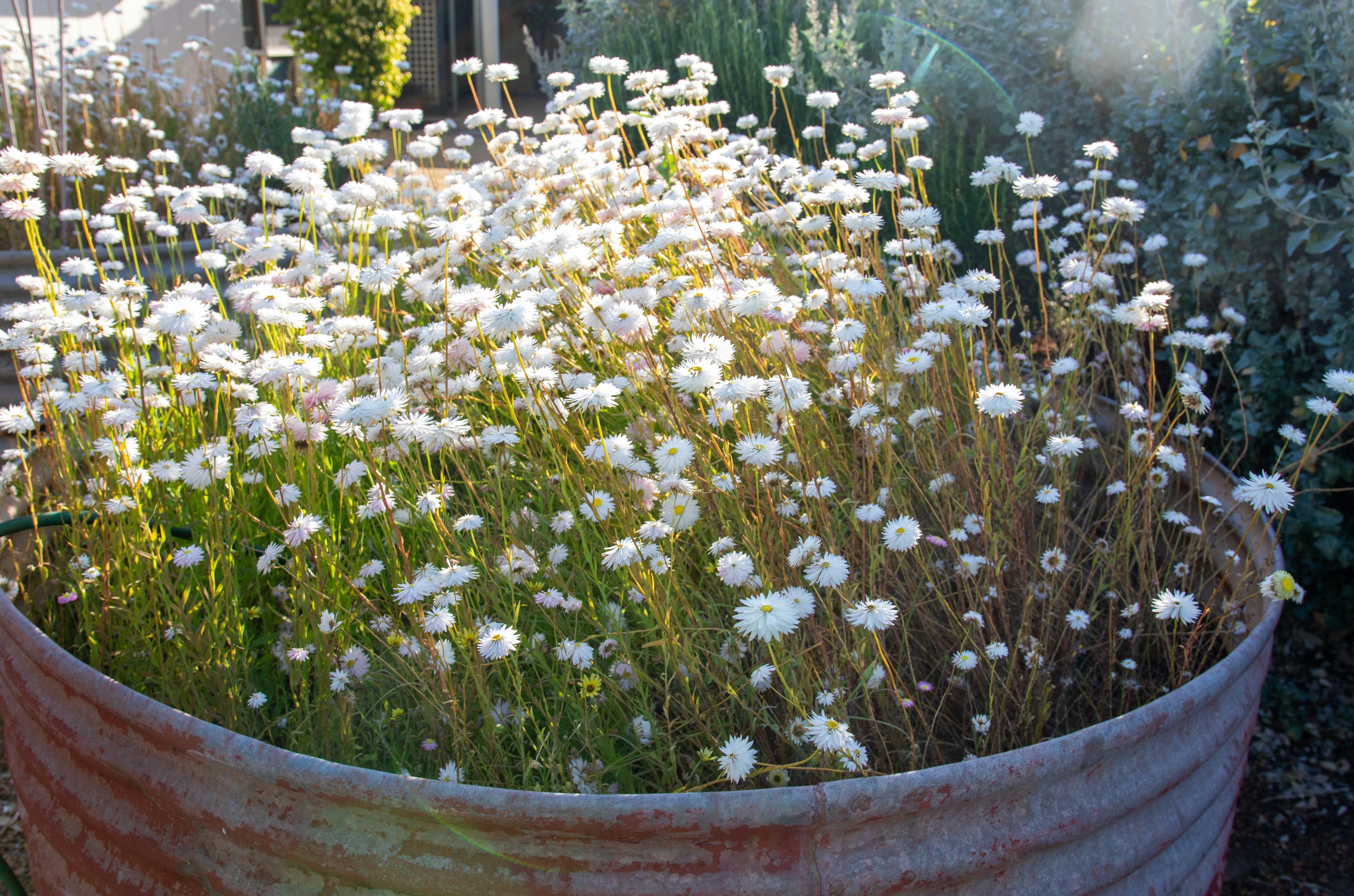 A flower pot filled with lots of white flowers photo – Free Flower ...