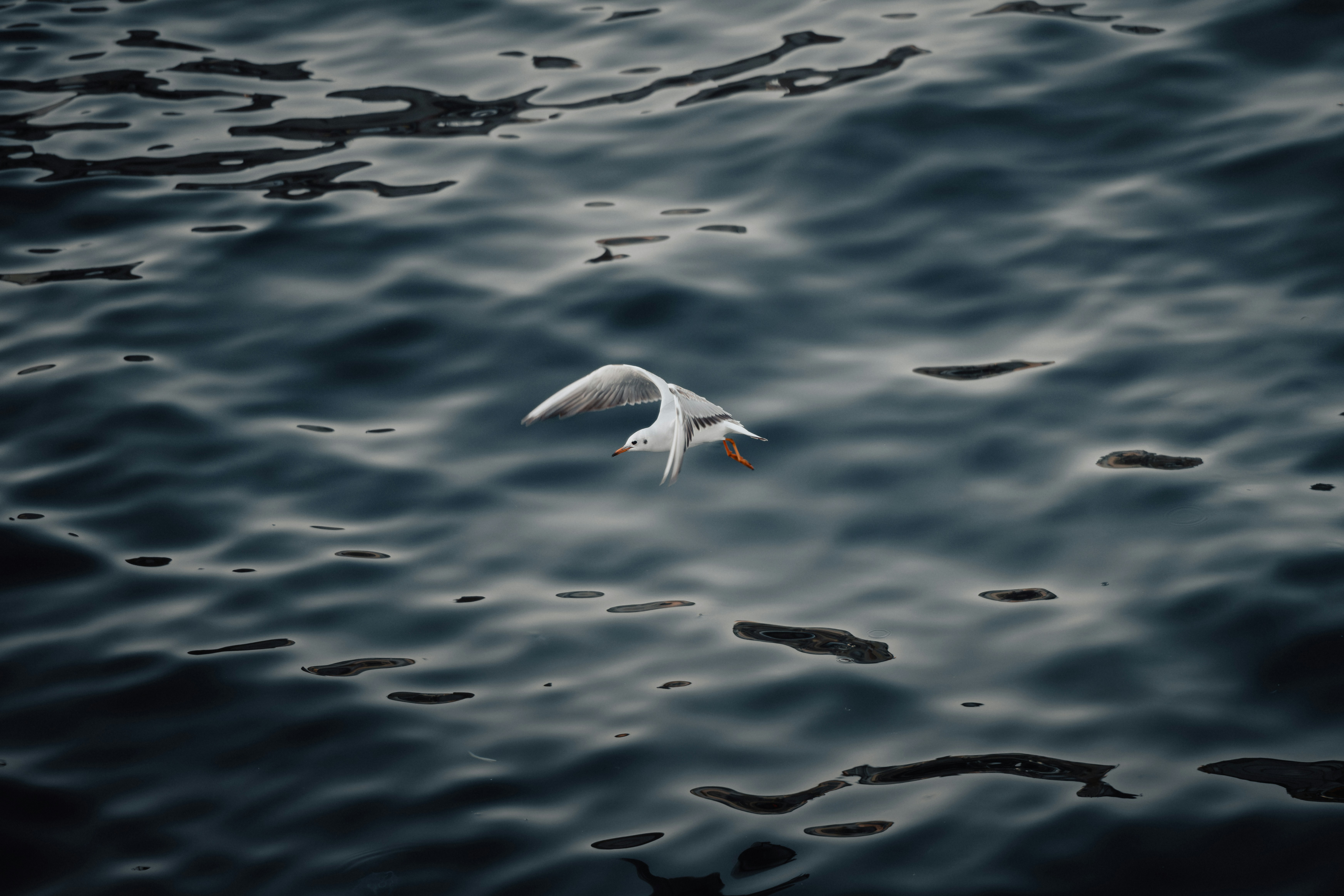 A white bird flying over a body of water photo – Free Animal Image on ...