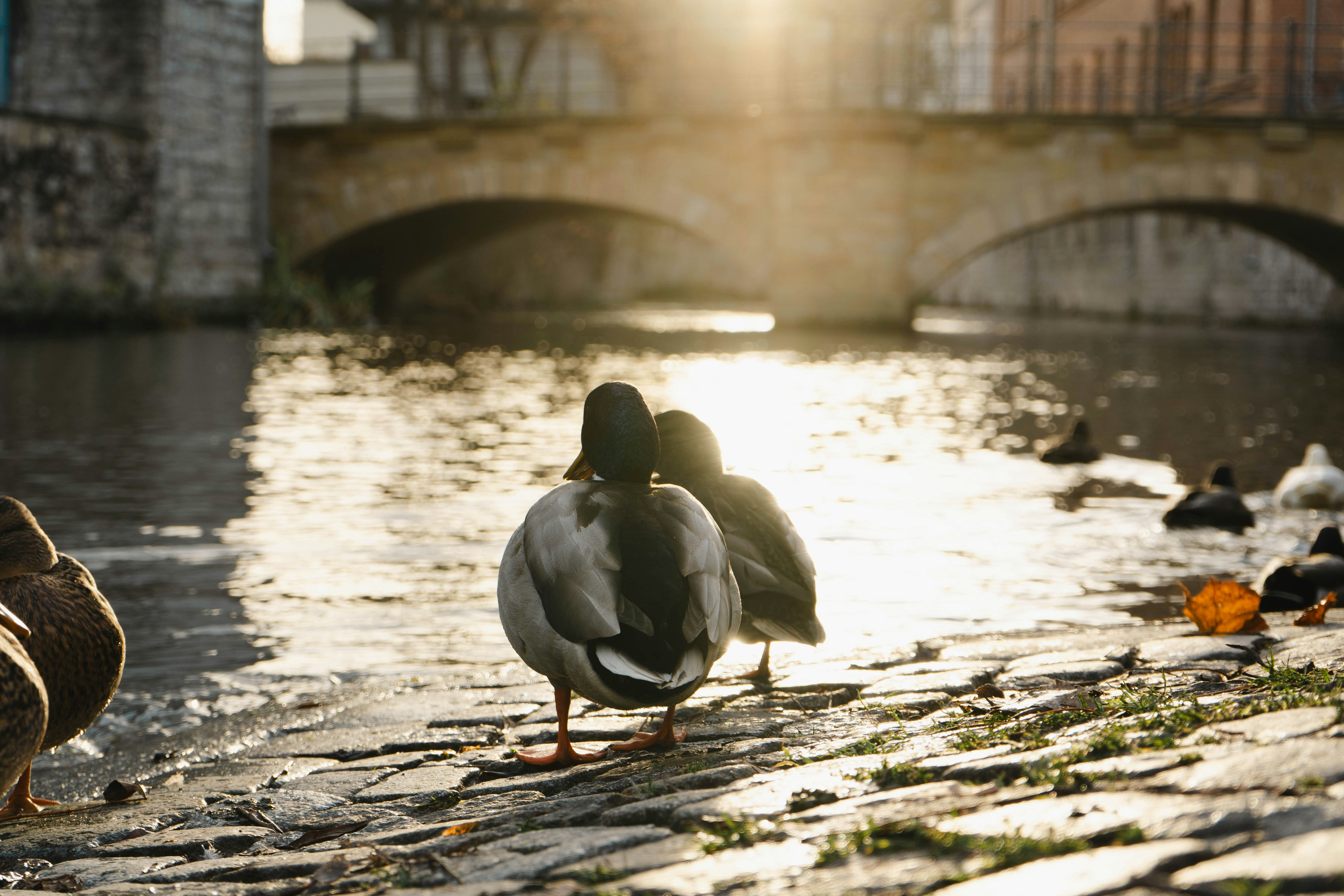 Sunlit Quayside: A Pair of Ducks Rest at the Riverbank