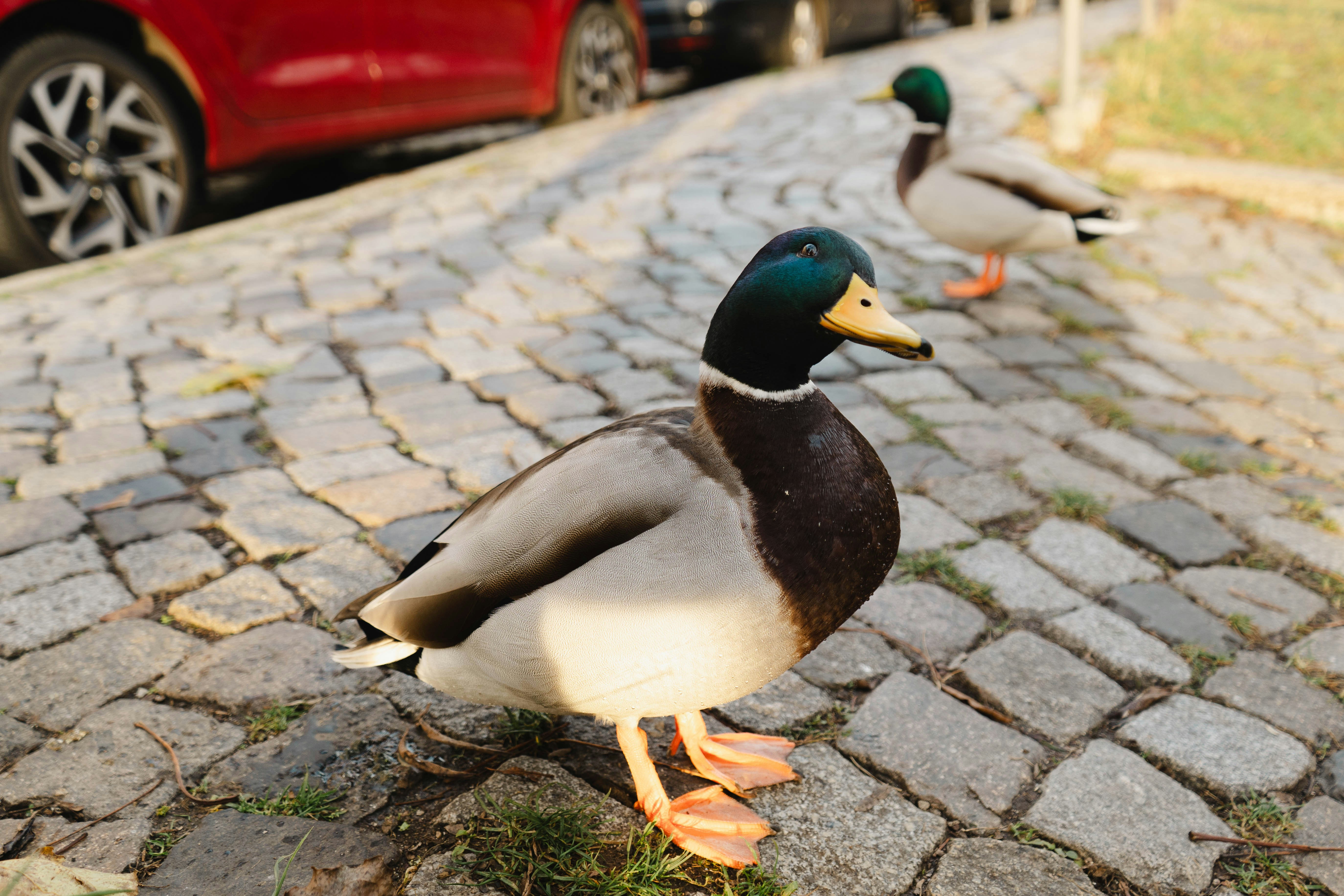 City Quackers: A Pair of Mallards on Cobblestones