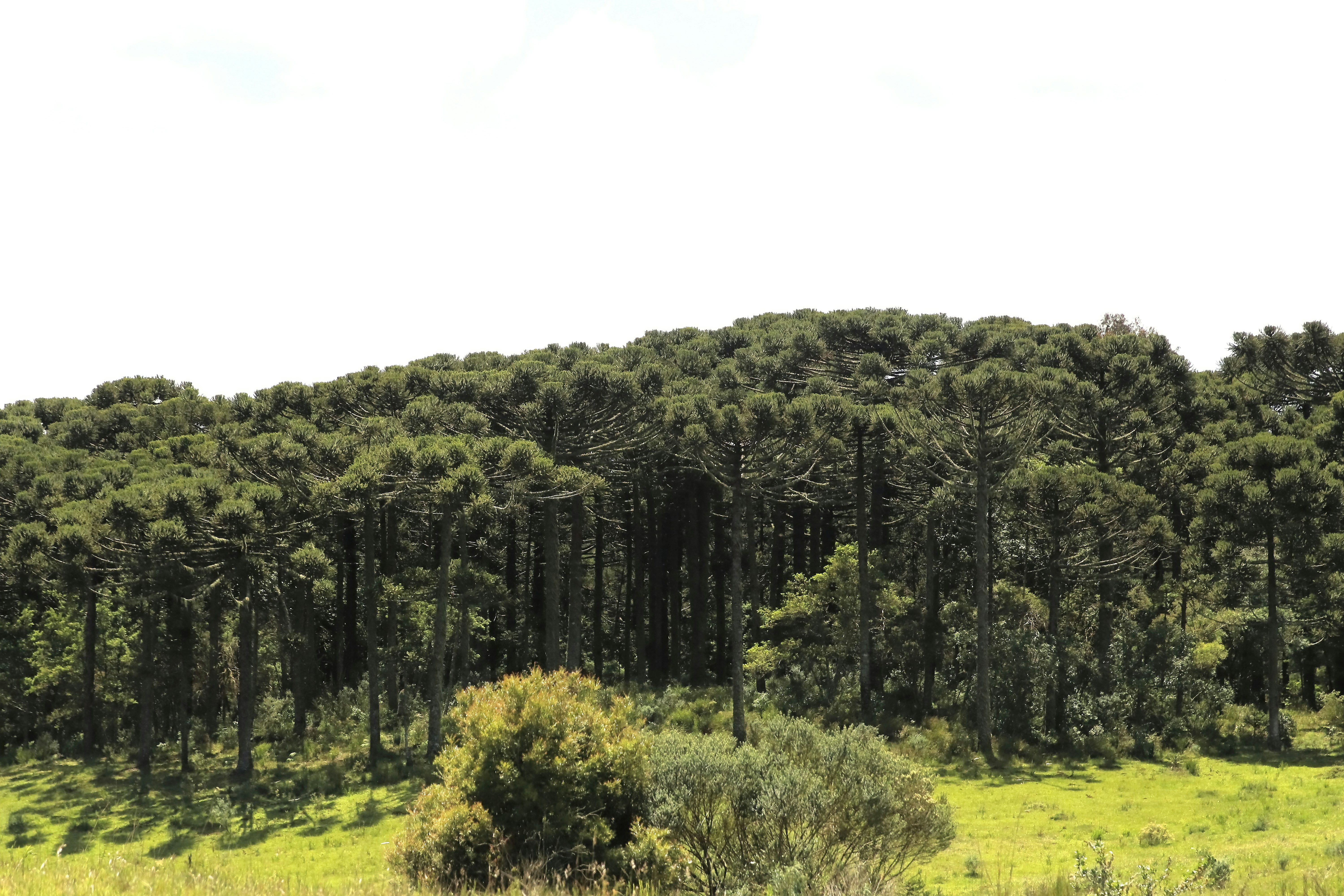 A grassy field with trees in the background photo – Free Cambará do sul ...