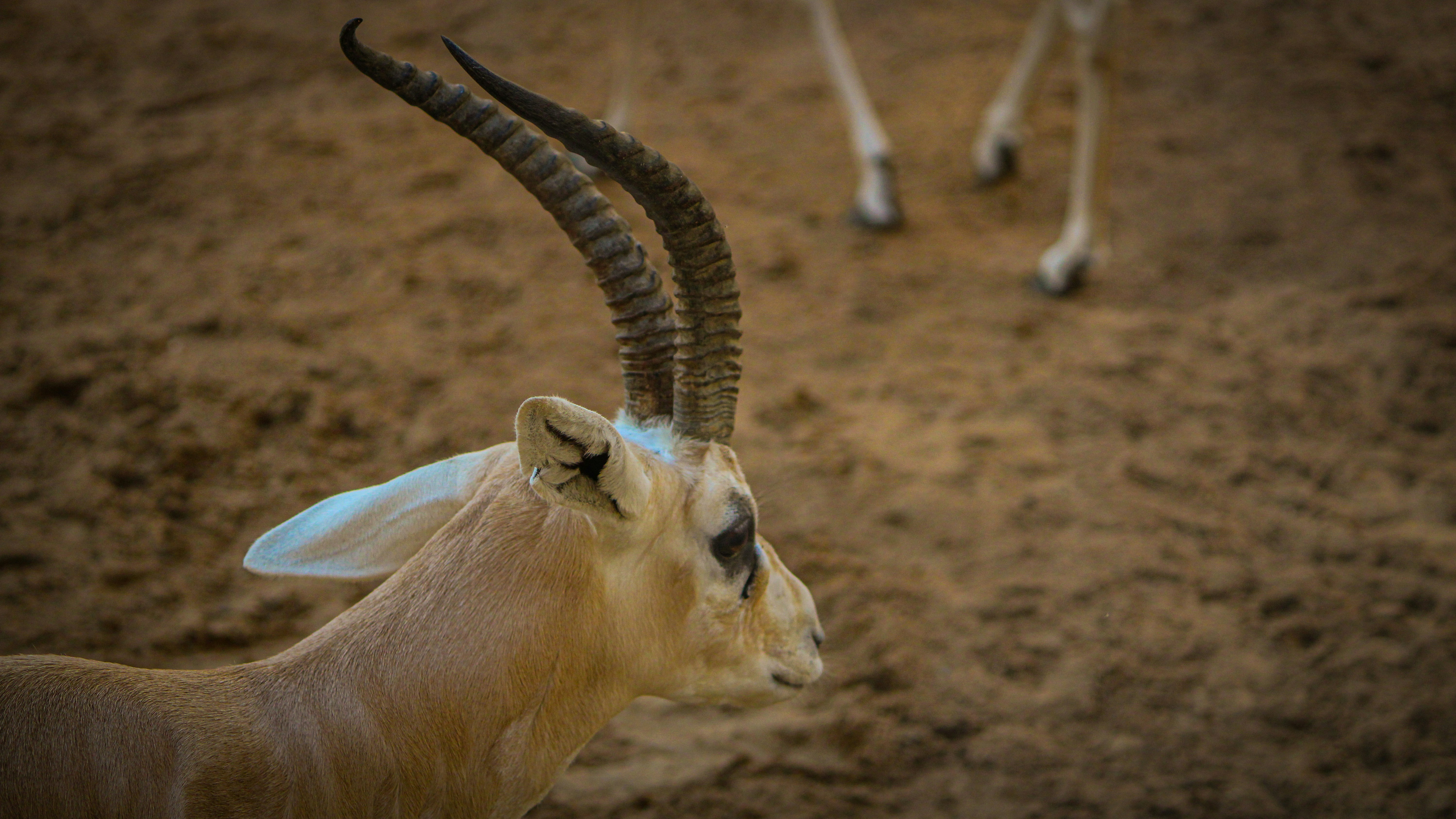 Photo by Abdullah Azeez with Canon EOS 2000D