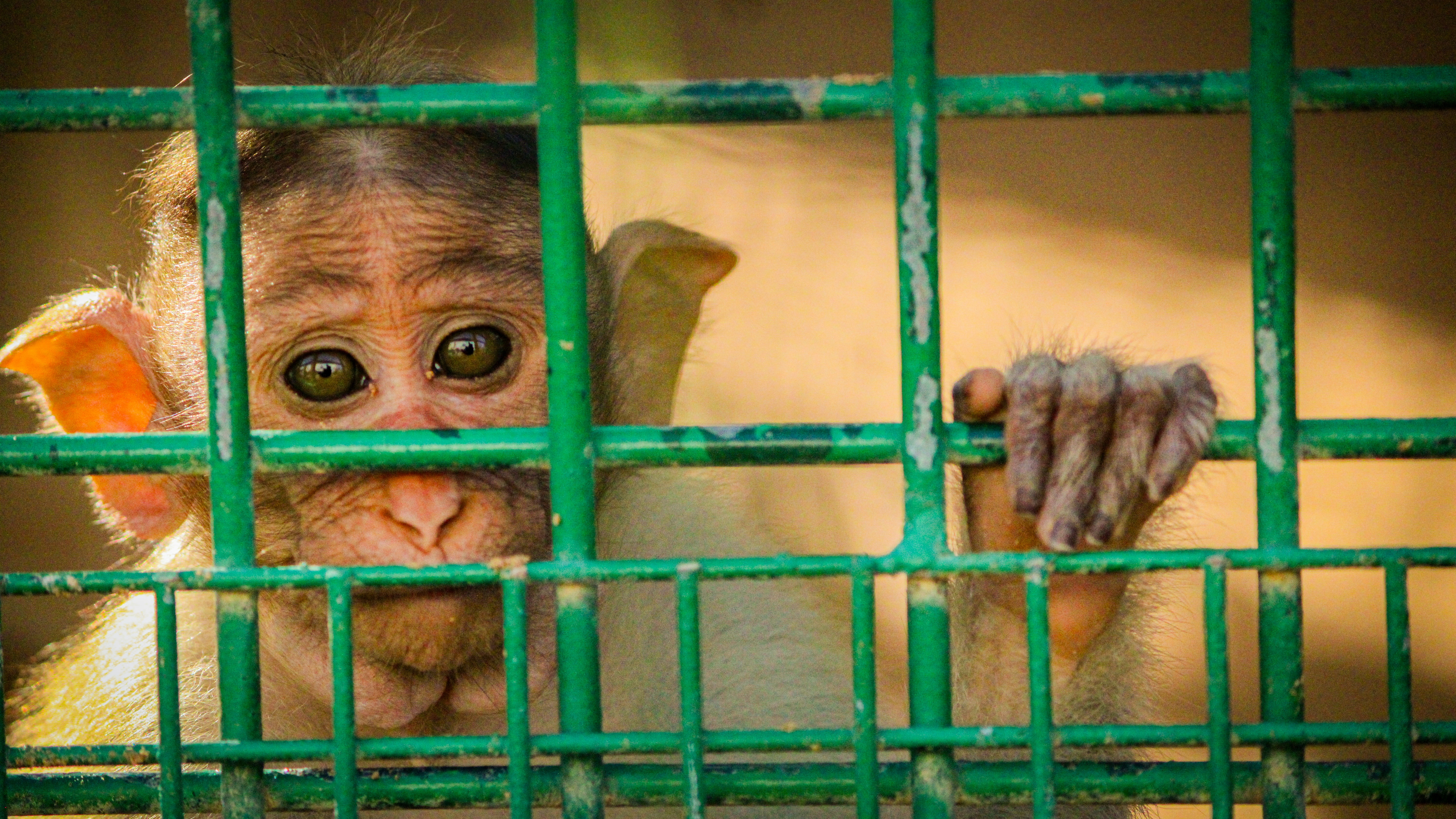 Curious Eyes Through the Grid: A Monkey's Gaze Behind Green Bars