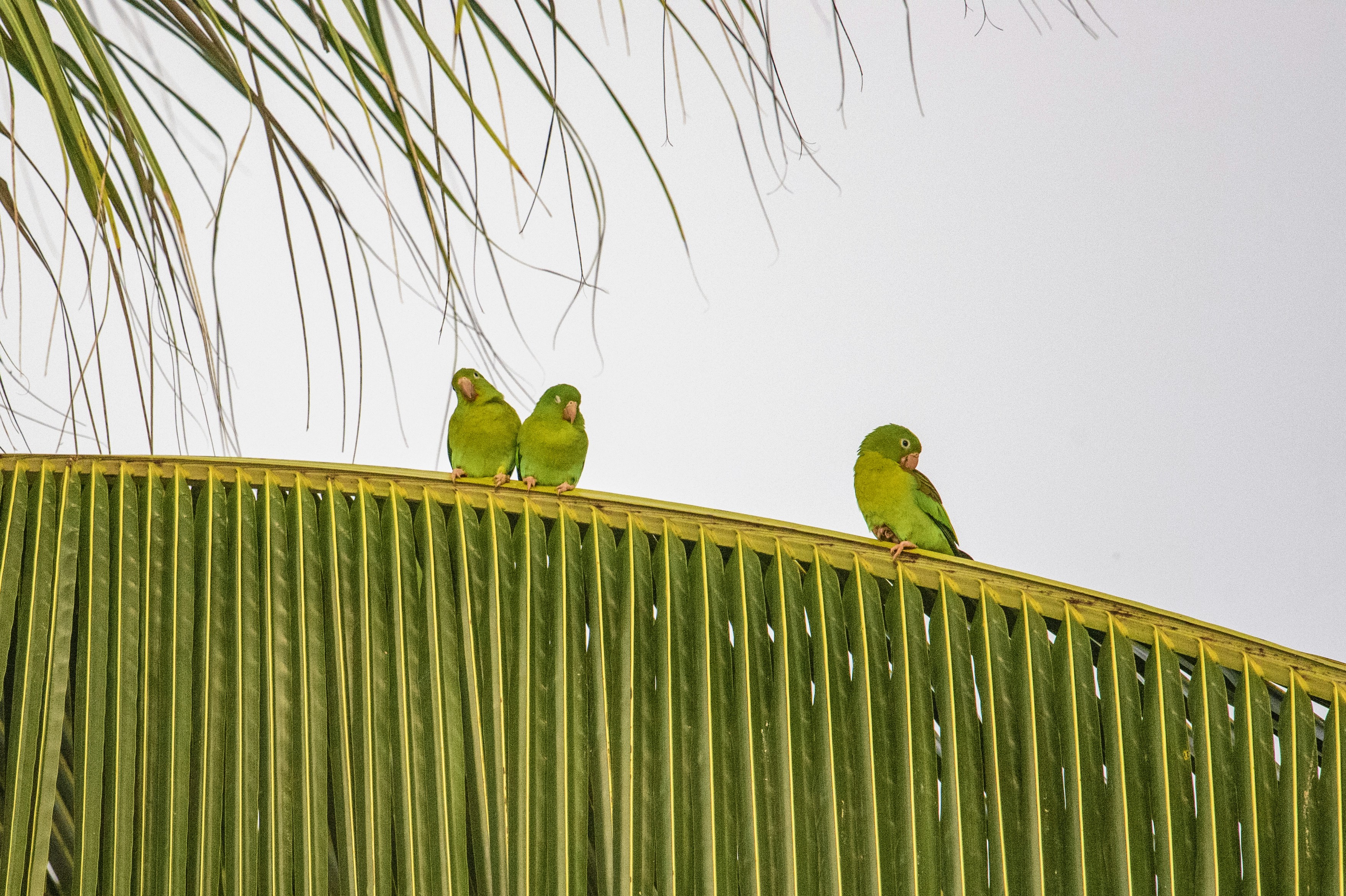 Photo by Ricky Beron with Nikon Df