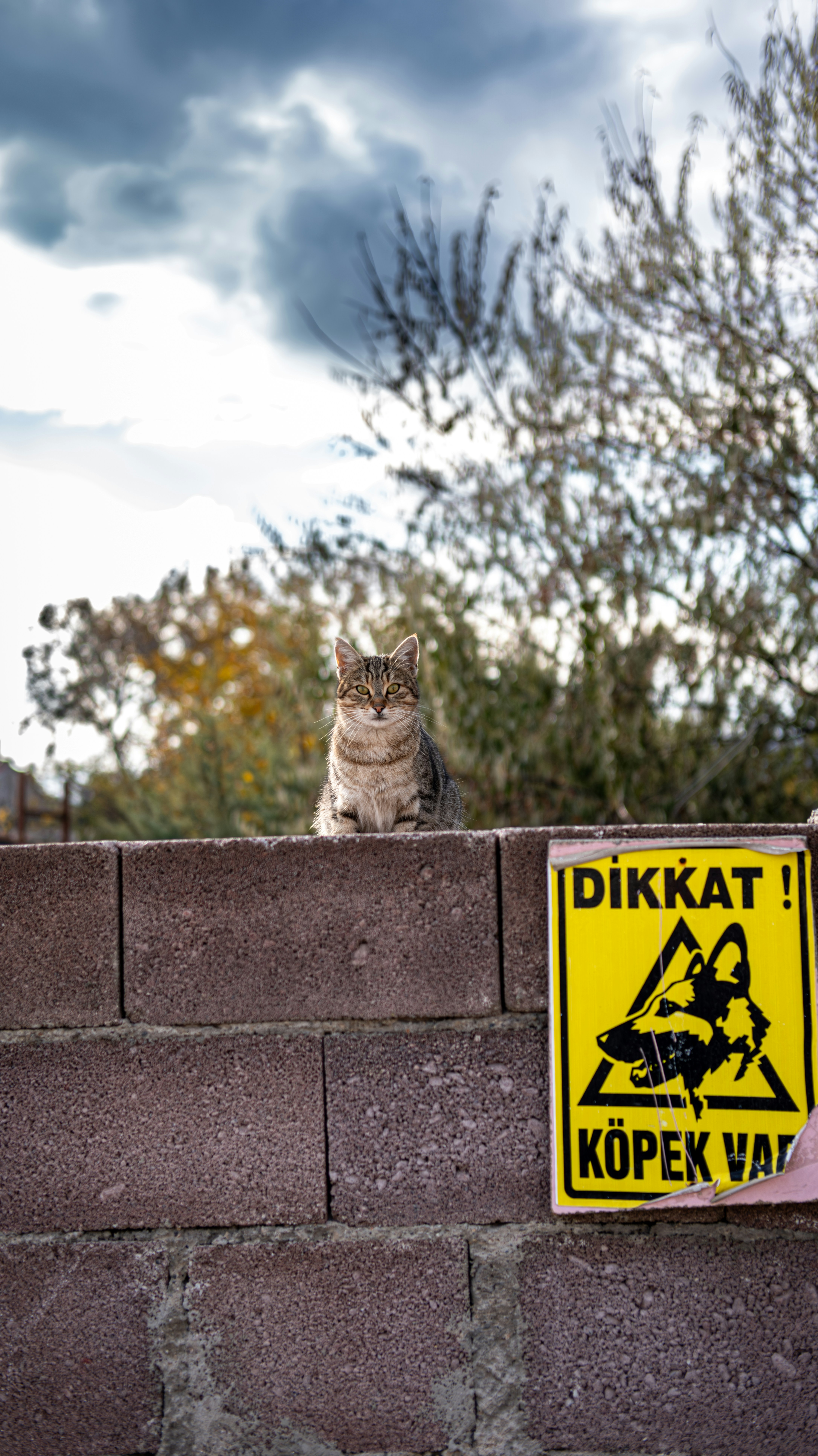 While the sign warns 'Beware of Dog,' the calm cat sitting atop the wall adds an ironic and humorous twist to the scene.