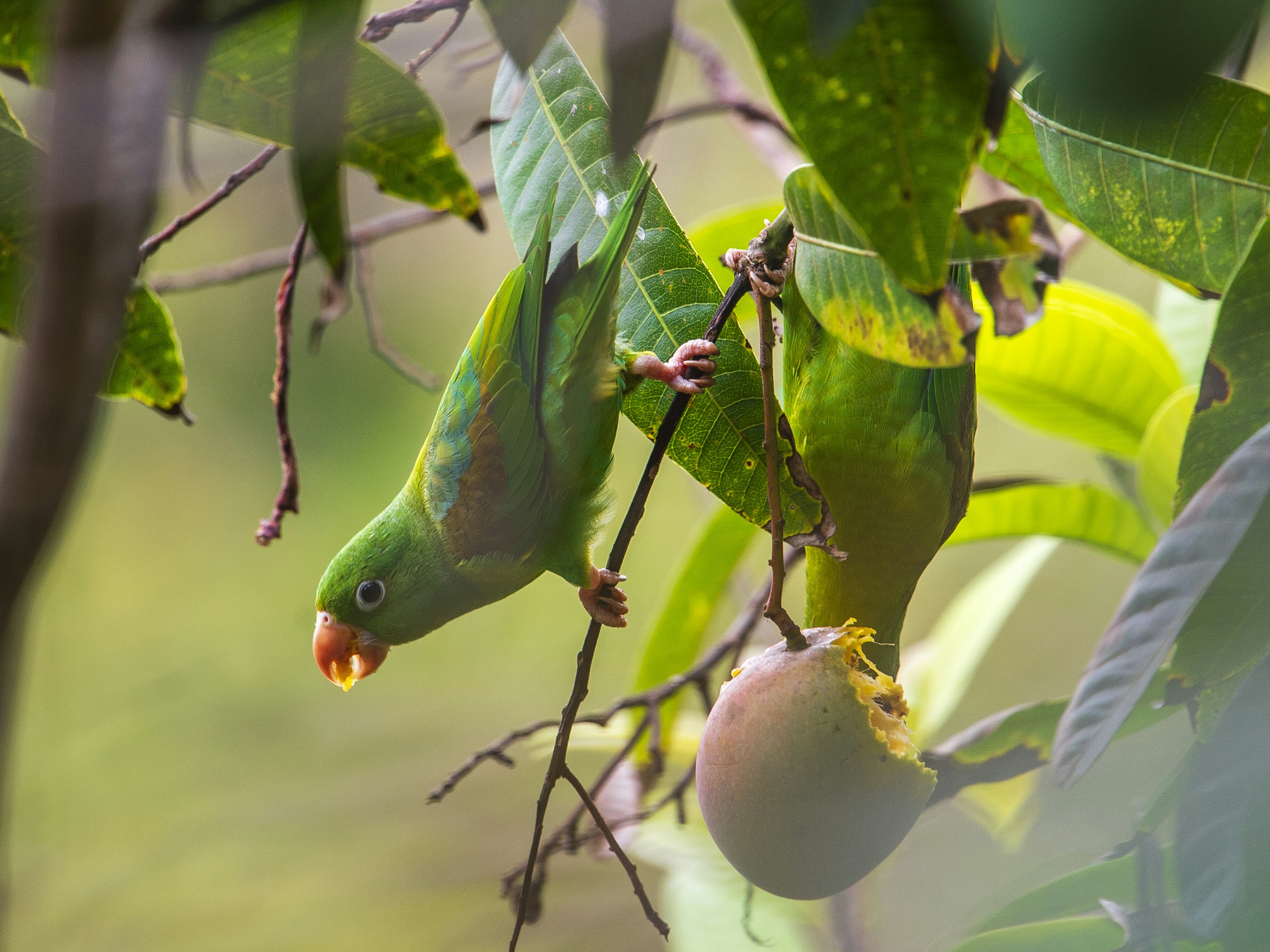 A green bird perched on top of a tree branch photo – Free Palomino ...