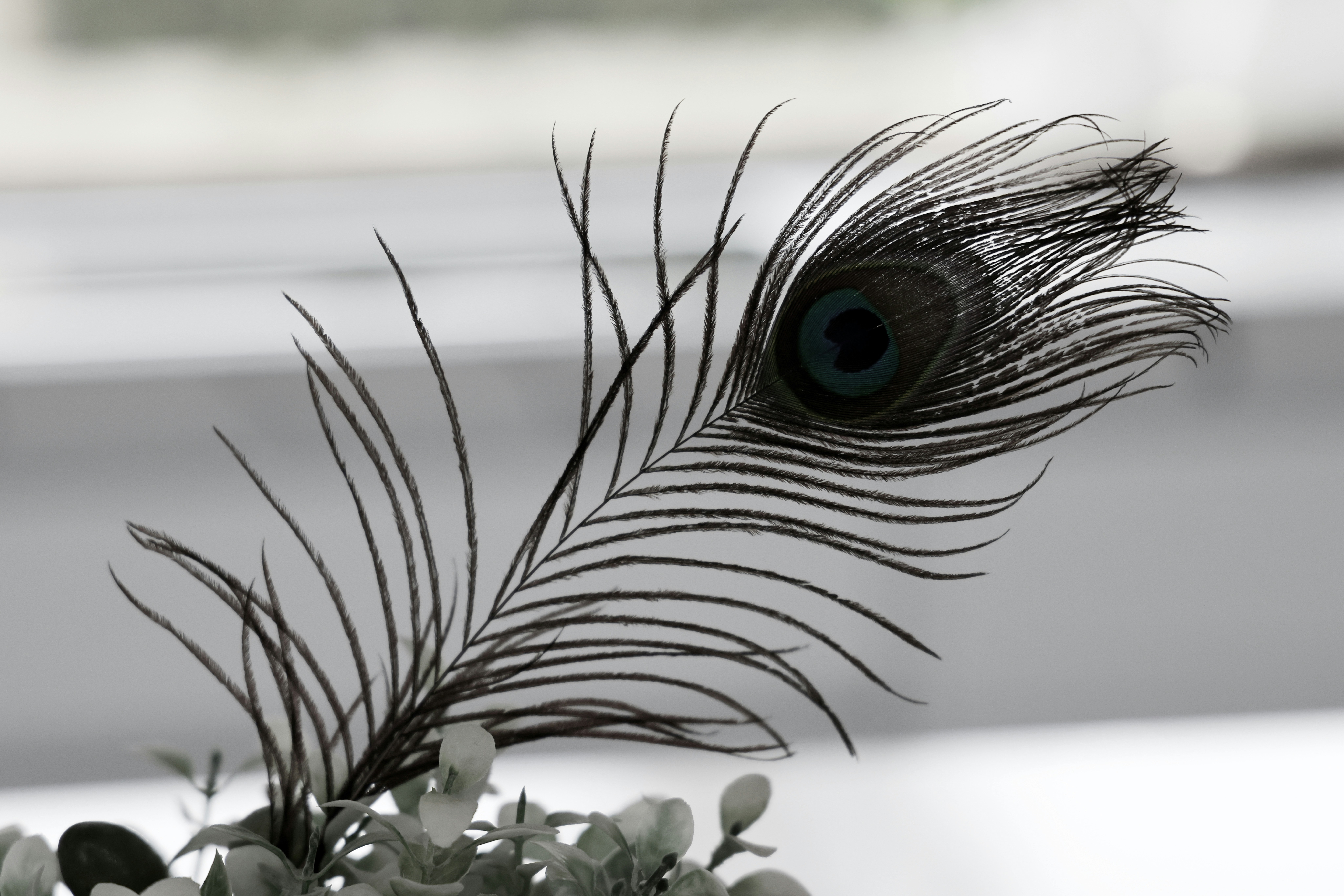 Quiet Gaze: A Peacock Feather's Eye in Soft Monochrome