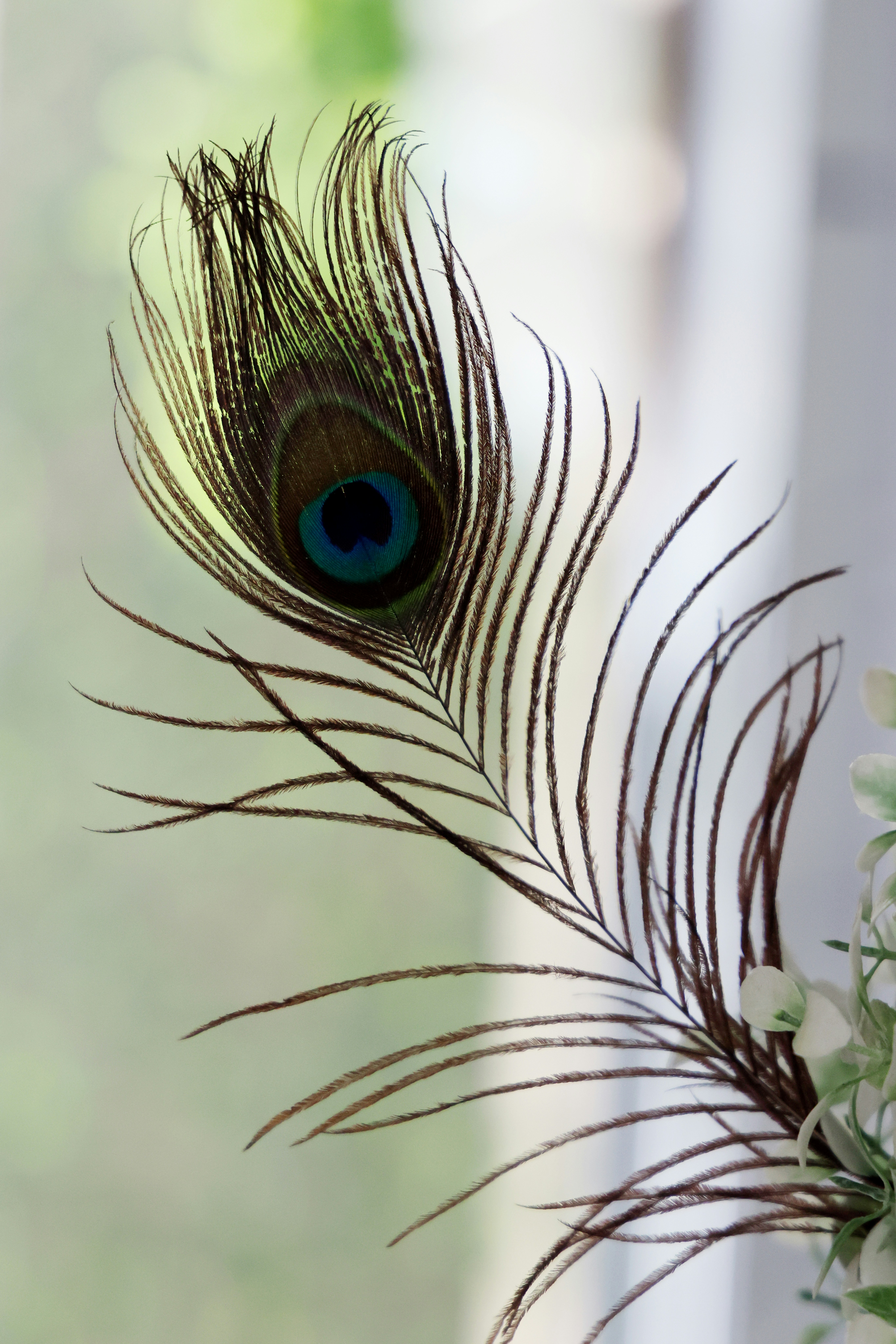 Iris on a Plume: A Peacock Feather's Quiet Eye