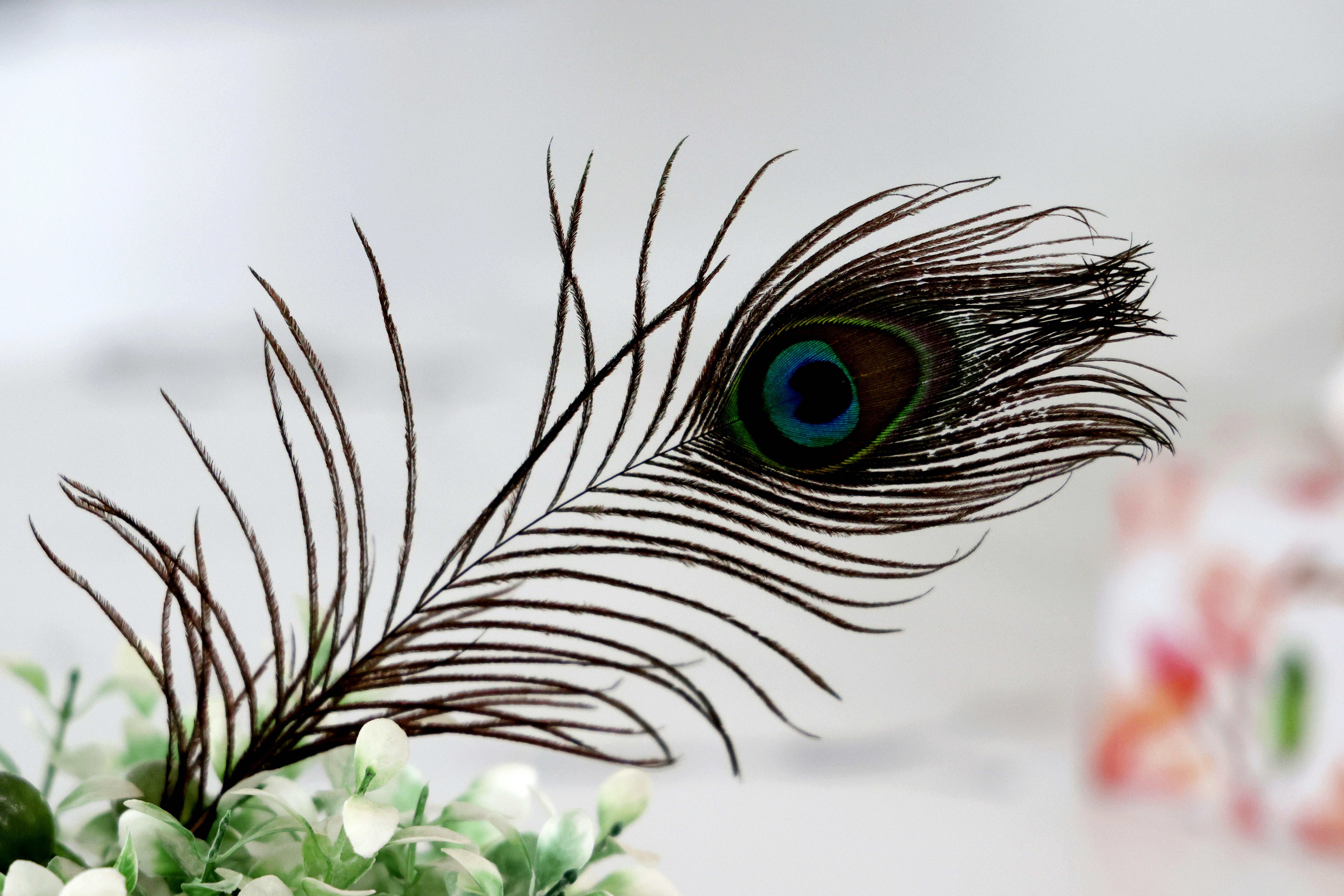 Orb of Color: A Peacock's Eye in a Delicate Plumate