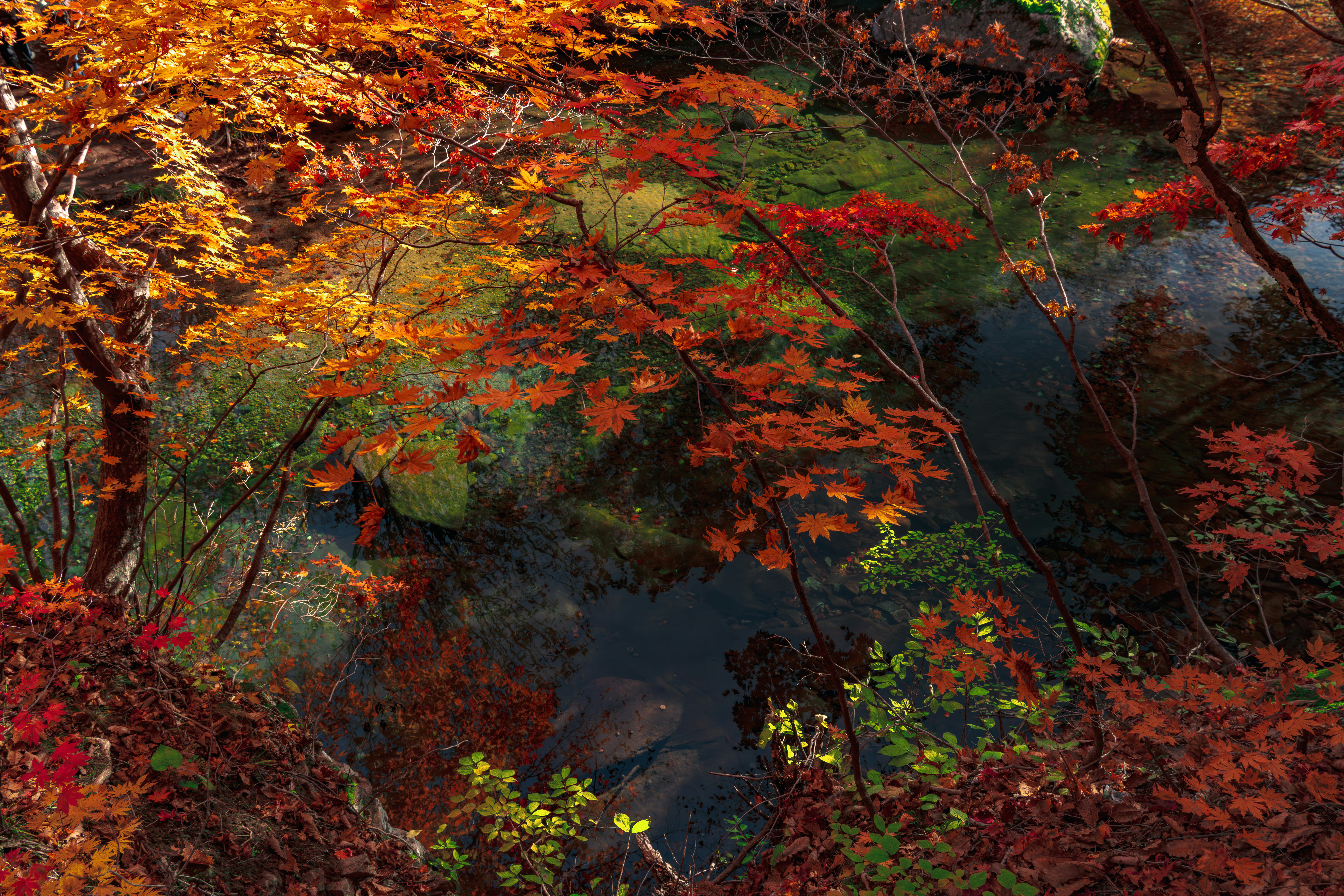A forest filled with lots of trees covered in fall leaves photo – Free ...