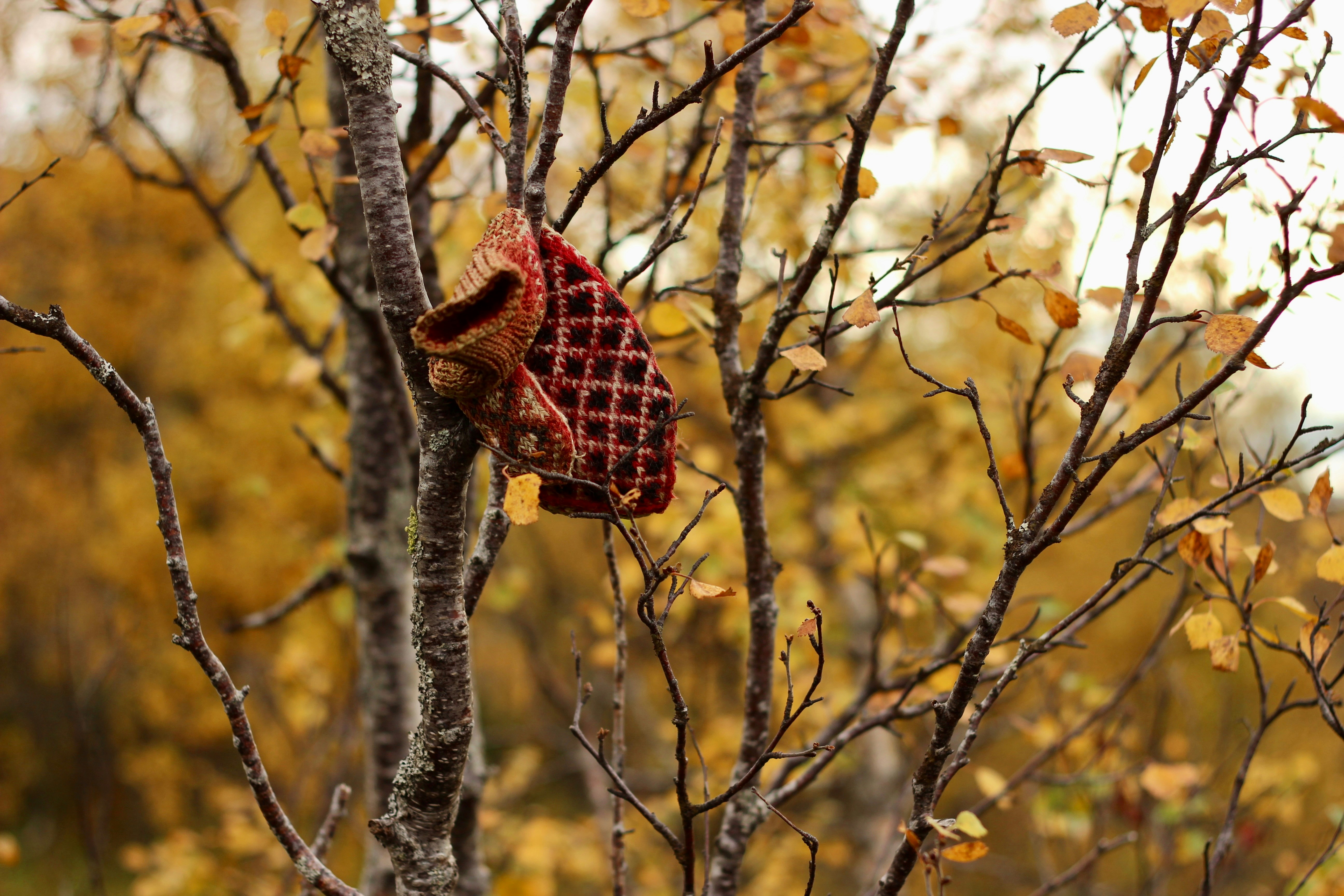 Crimson Knit Satchel Amid Autumn's Amber Veil